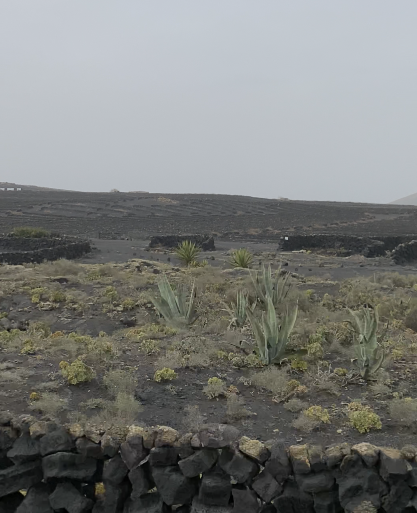 Colonization of the Canary Islands « Rural Livelihoods in a Global World