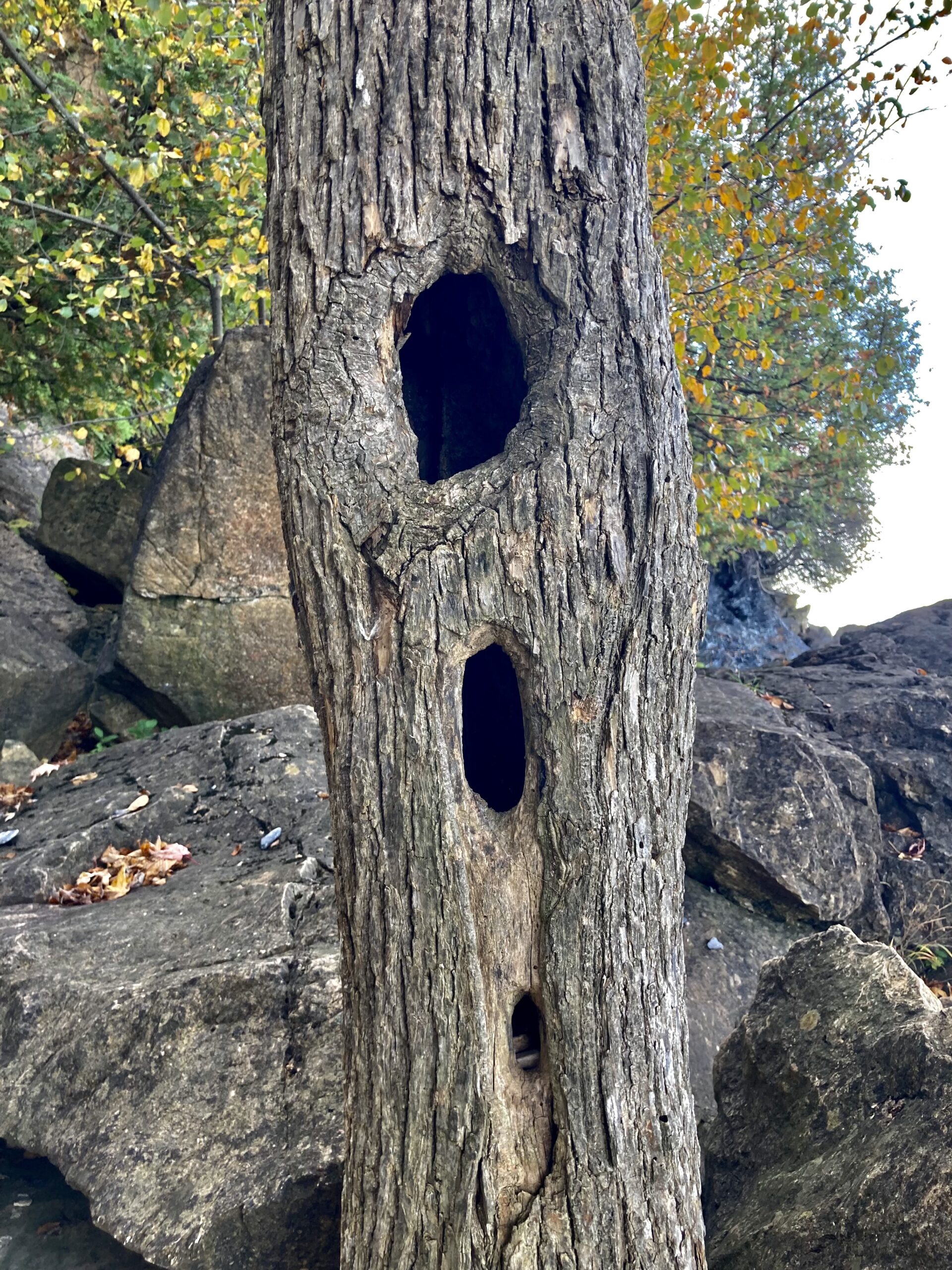 Hello Tree People – Isabella’s NR1 Phenology Project