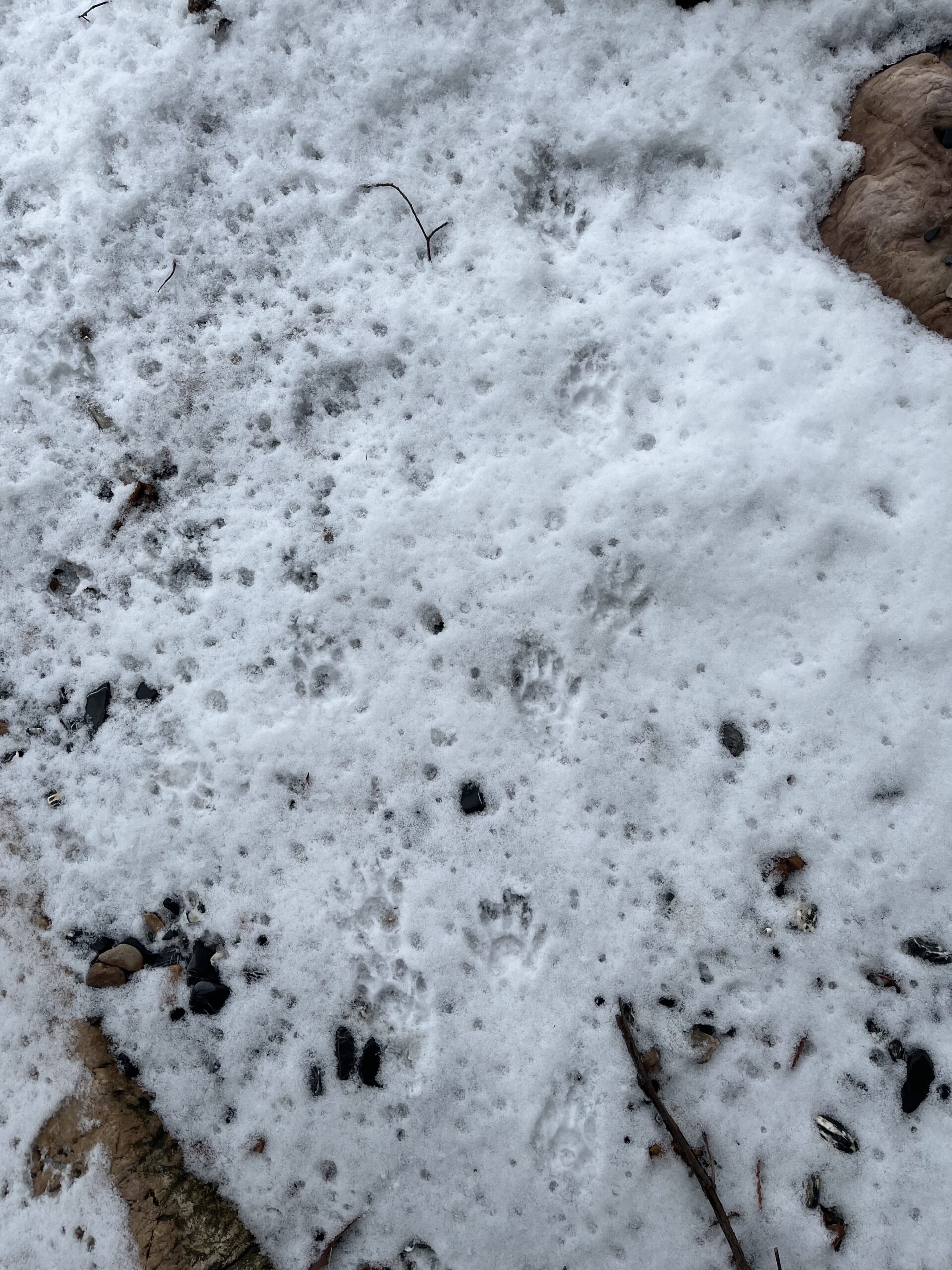 January 2023 – Isabella’s NR1 Phenology Project