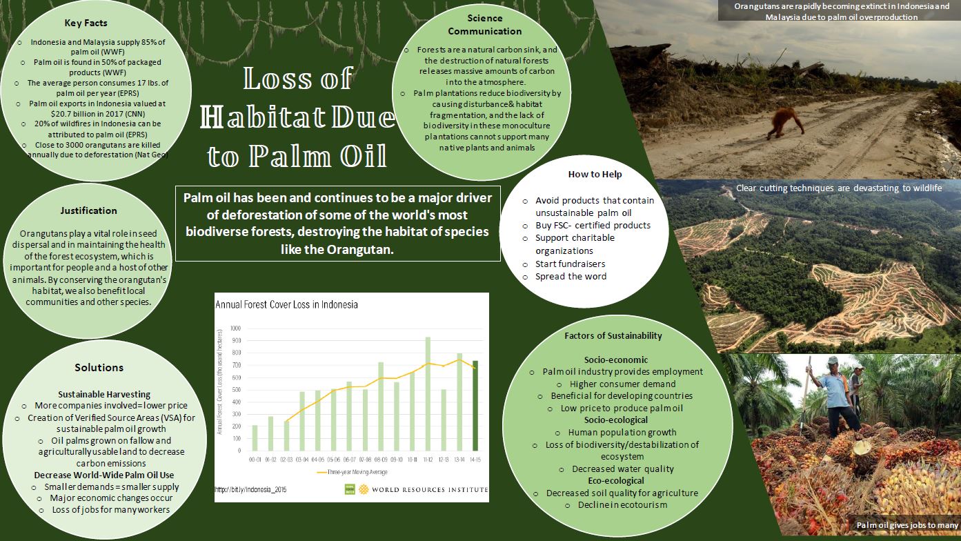 Palm Oil and Orangutans | Environmental Fact Sheets - ENSC1