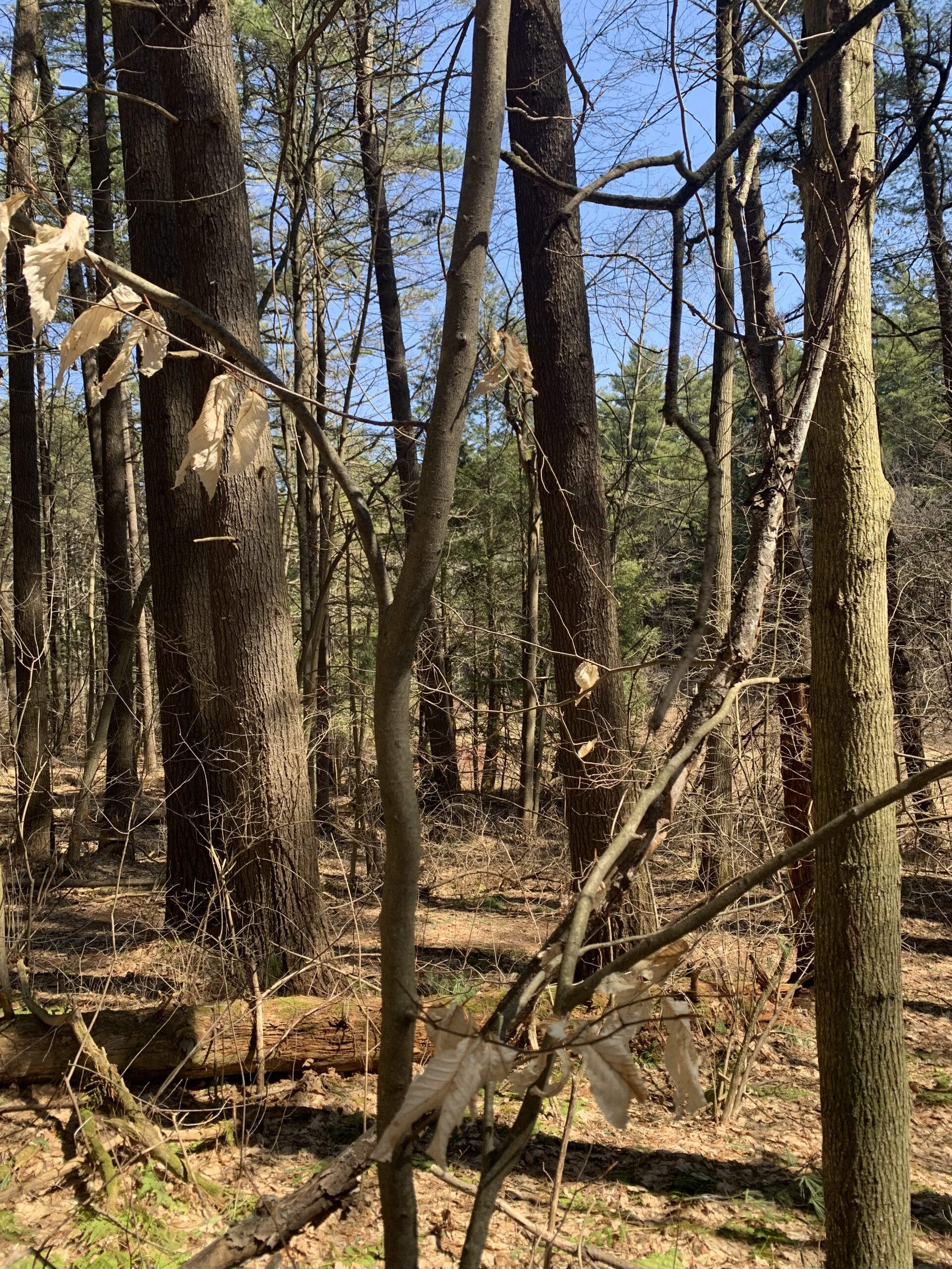 American Beech’s Day in the Sun | John Patton’s NR001 Phenology ...