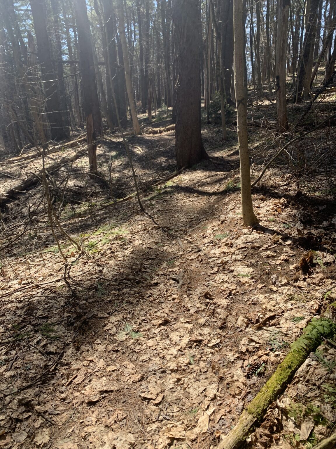 American Beech’s Day in the Sun | John Patton’s NR001 Phenology ...