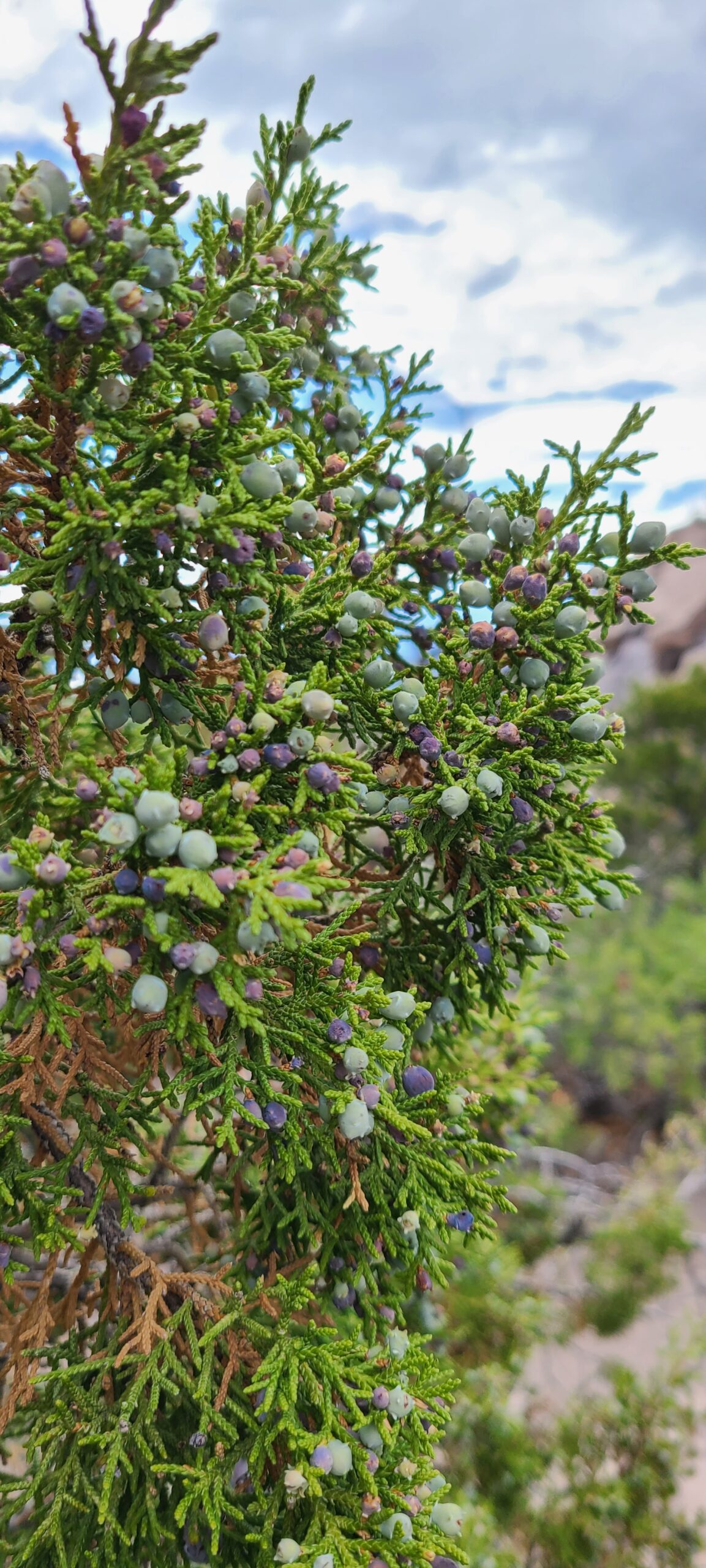 Wonder Blog Entry #4 | Jamie's Wonder Blog