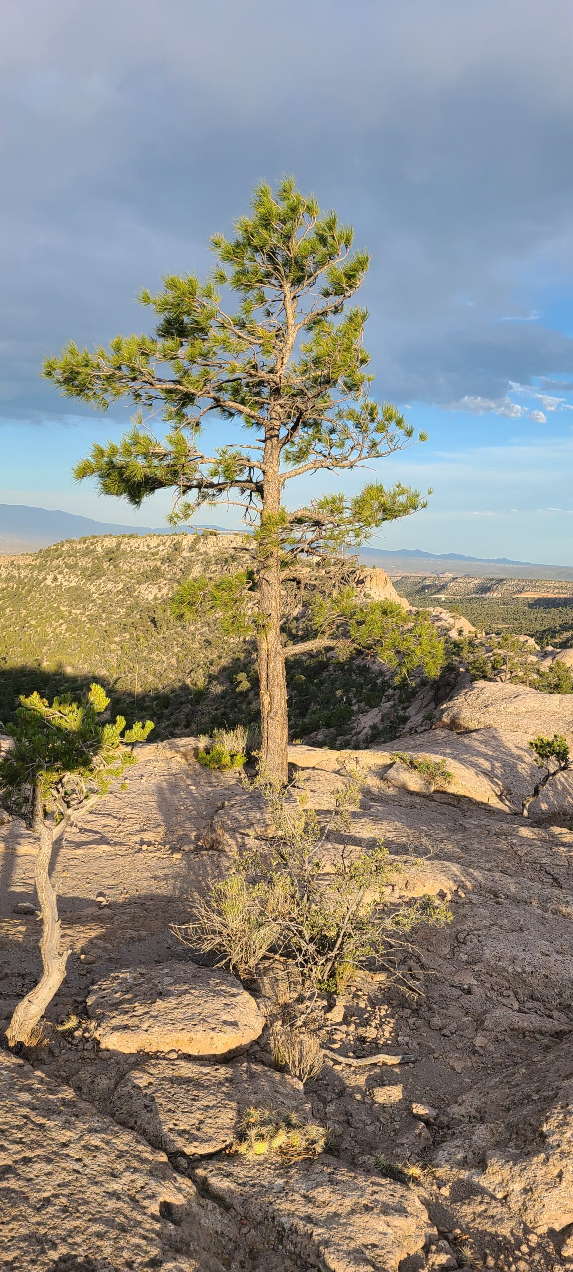 Wonder Blog Entry #4 | Jamie's Wonder Blog