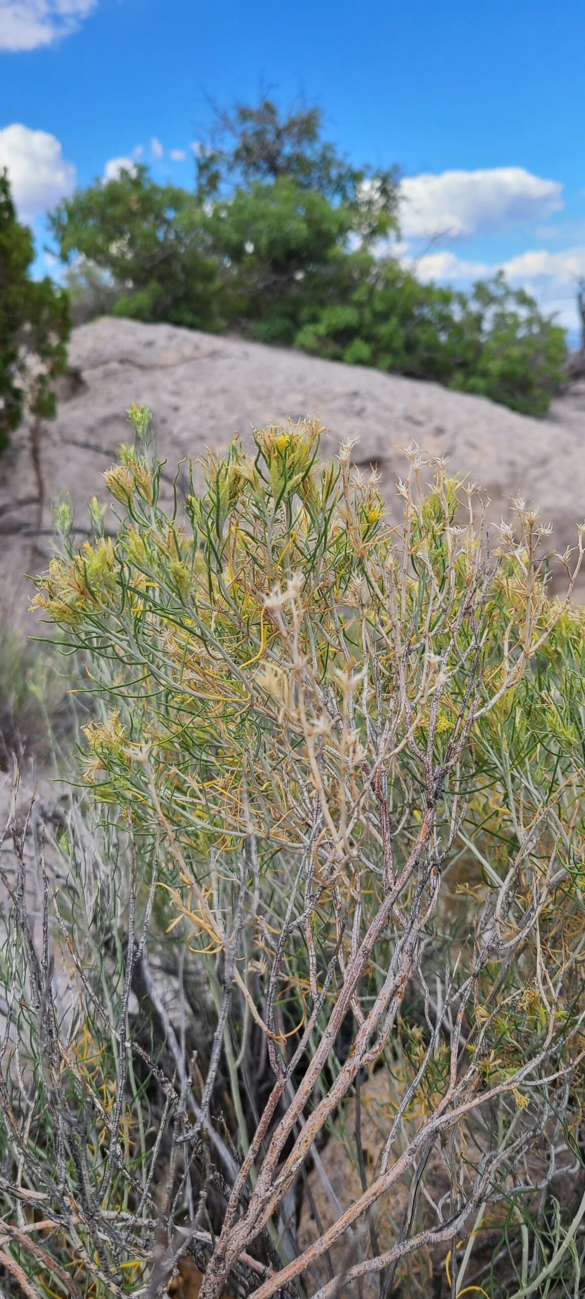 Wonder Blog Entry #4 | Jamie's Wonder Blog