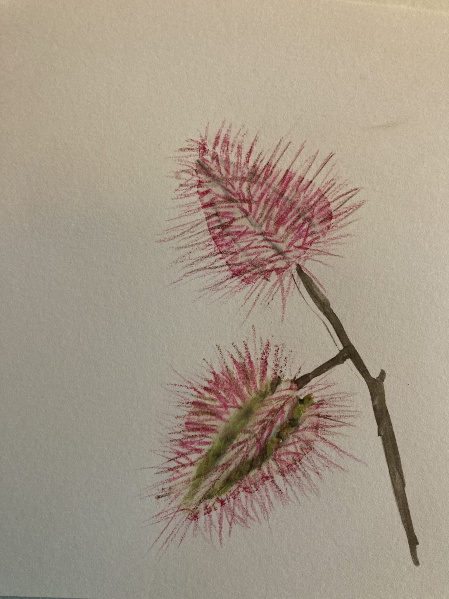 Wonder Blog Mini-Project | Backyard Wonder Journal