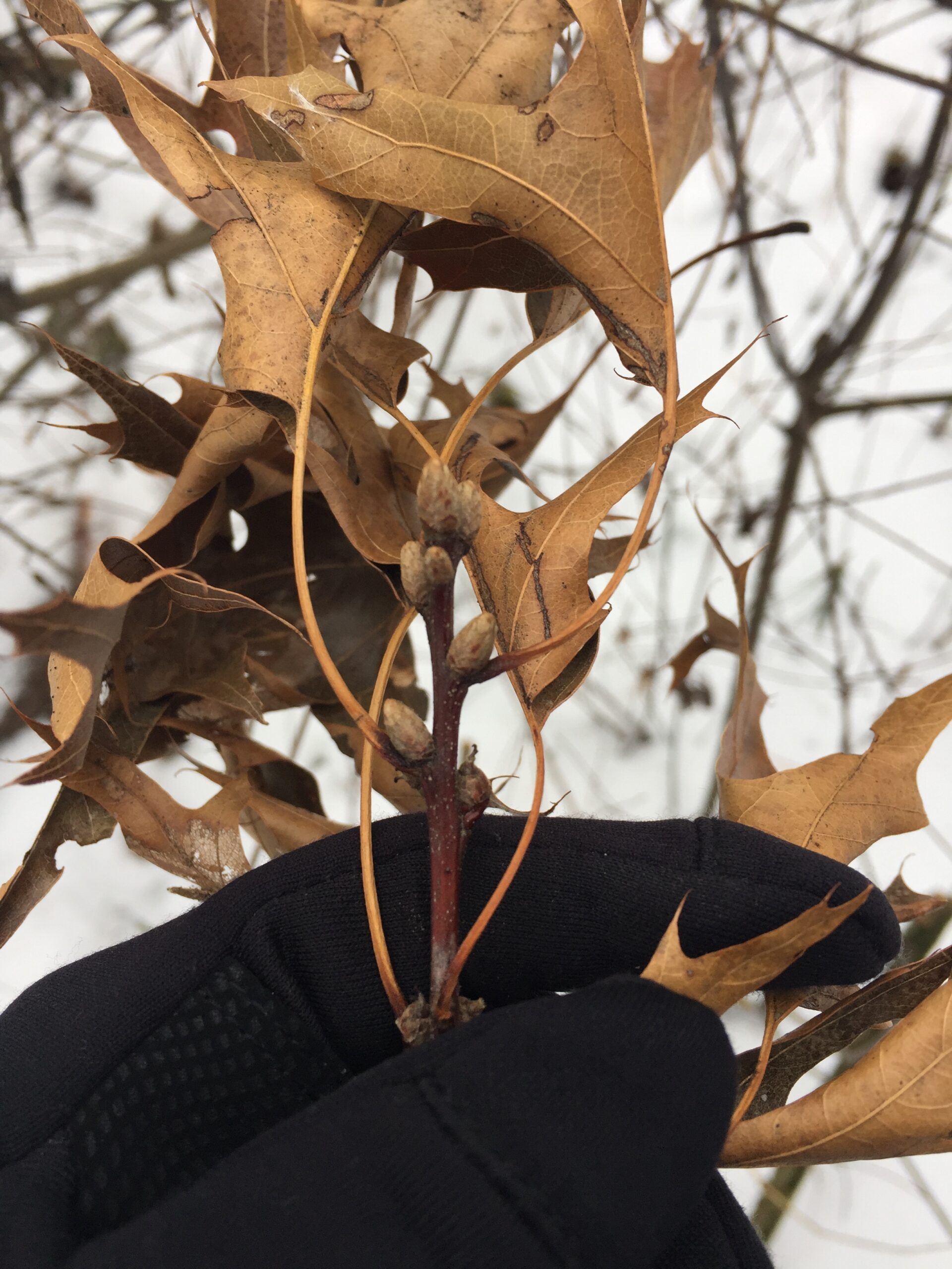January; Endurance – Centennial Woods Phenology