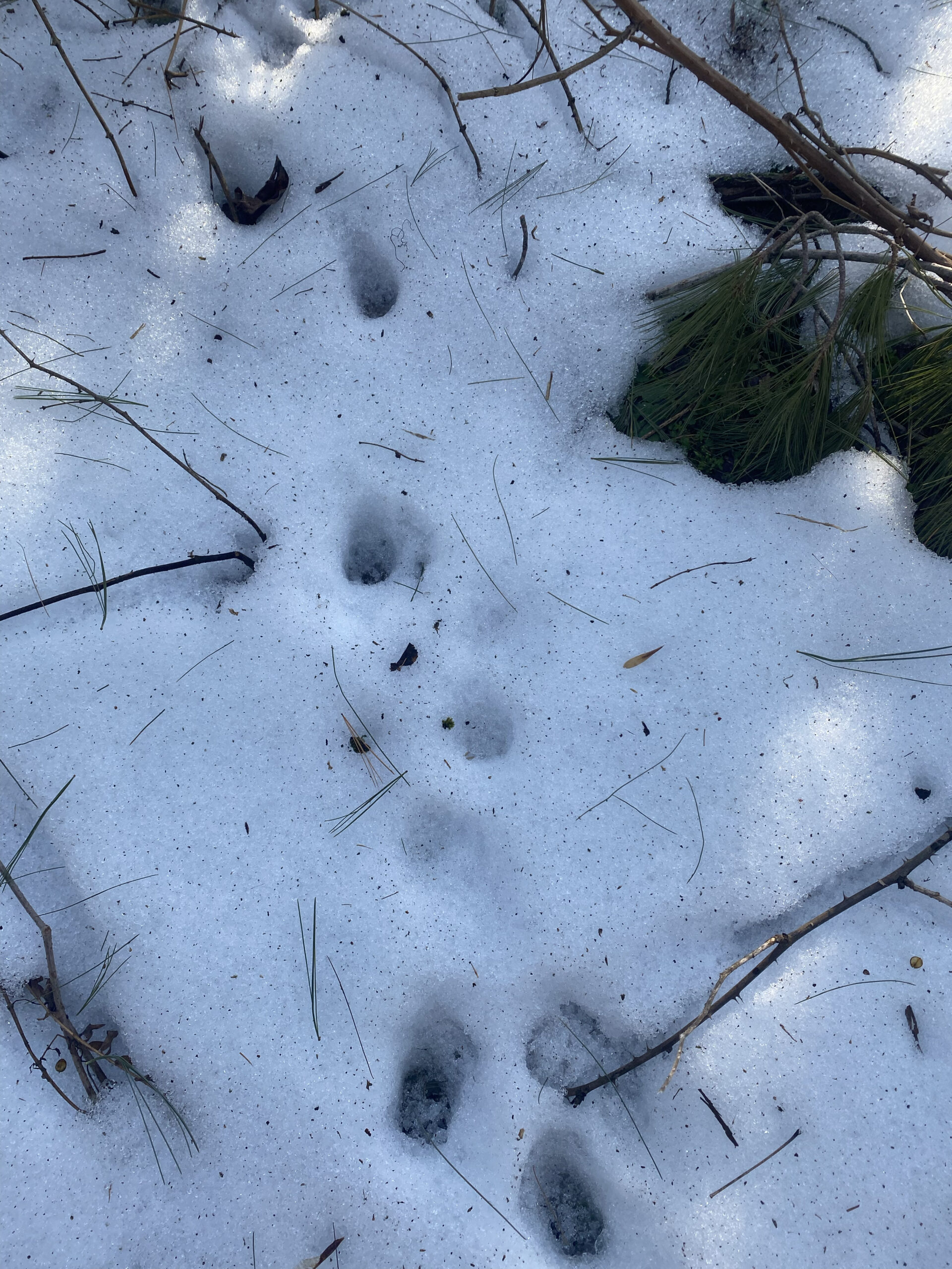 Centennial Woods Phenology Blog