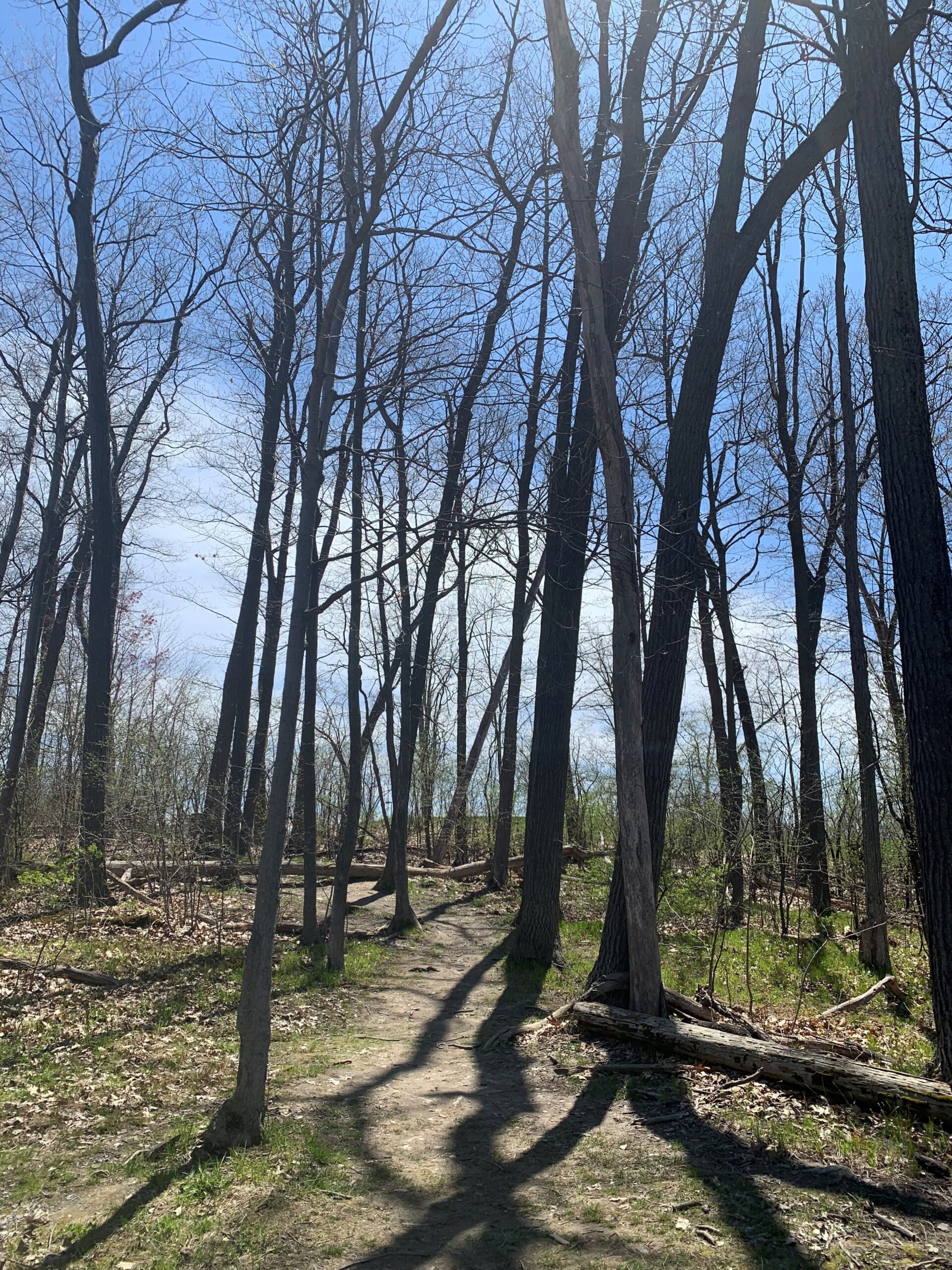 Phenology spot 2022- Behind WDW – A UVM blog