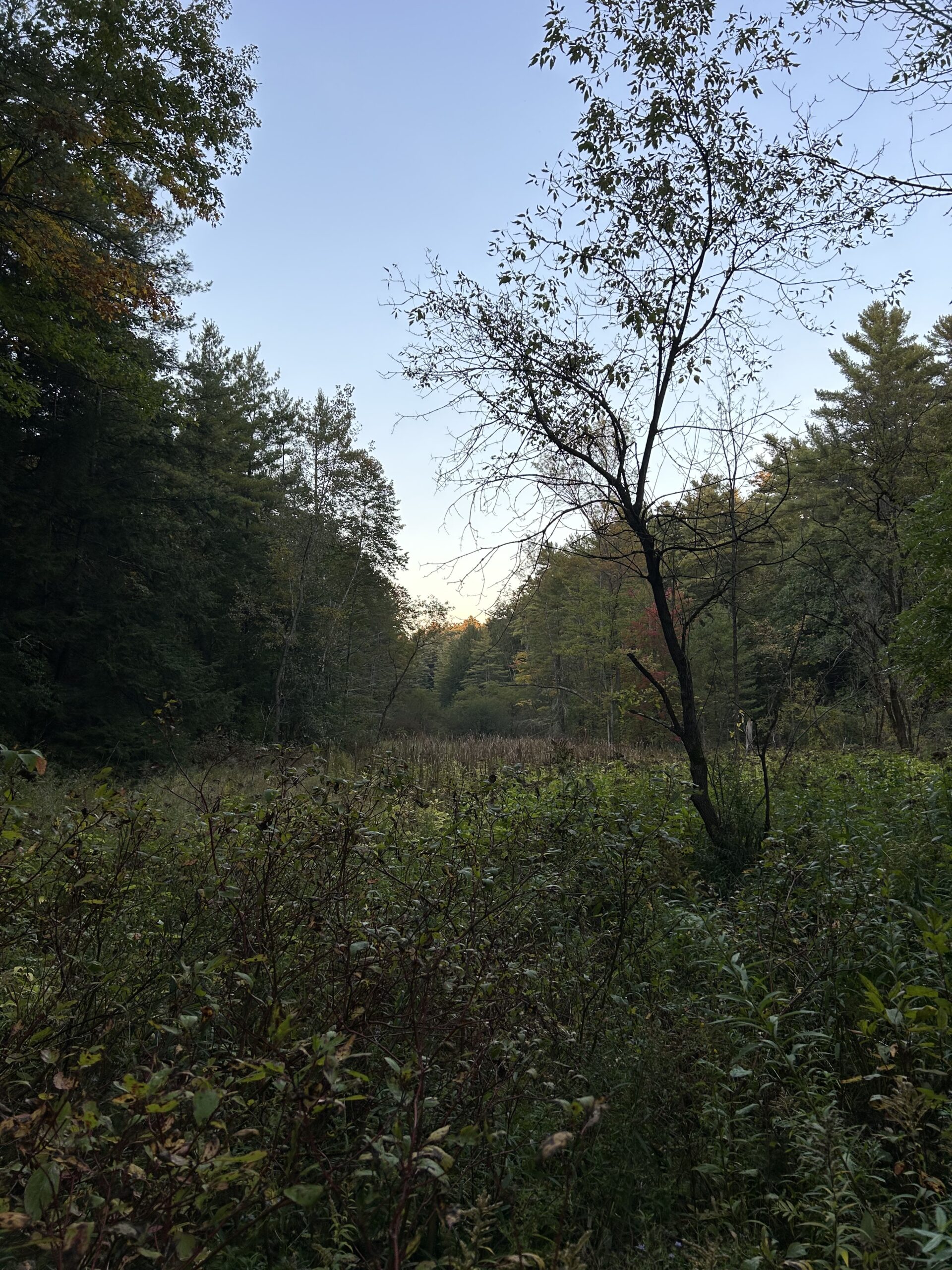 My Place « Kate Healy’s Phenology Blog