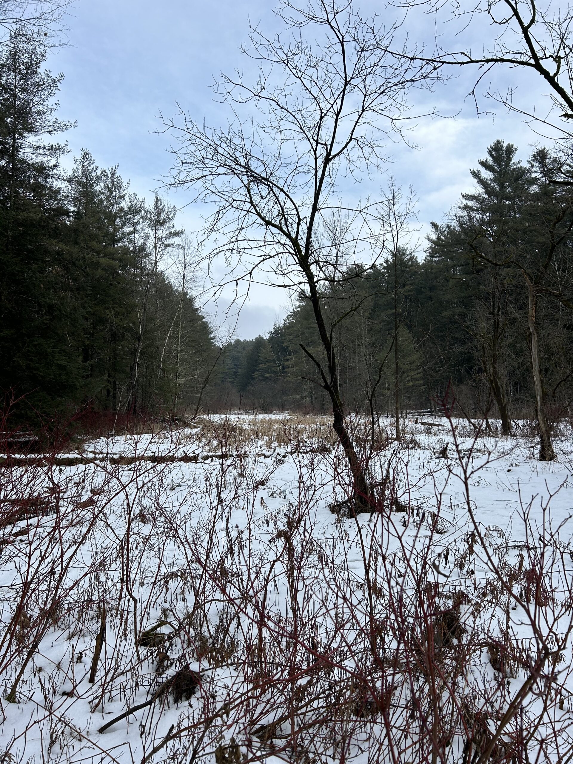 Kate Healy’s Phenology Blog