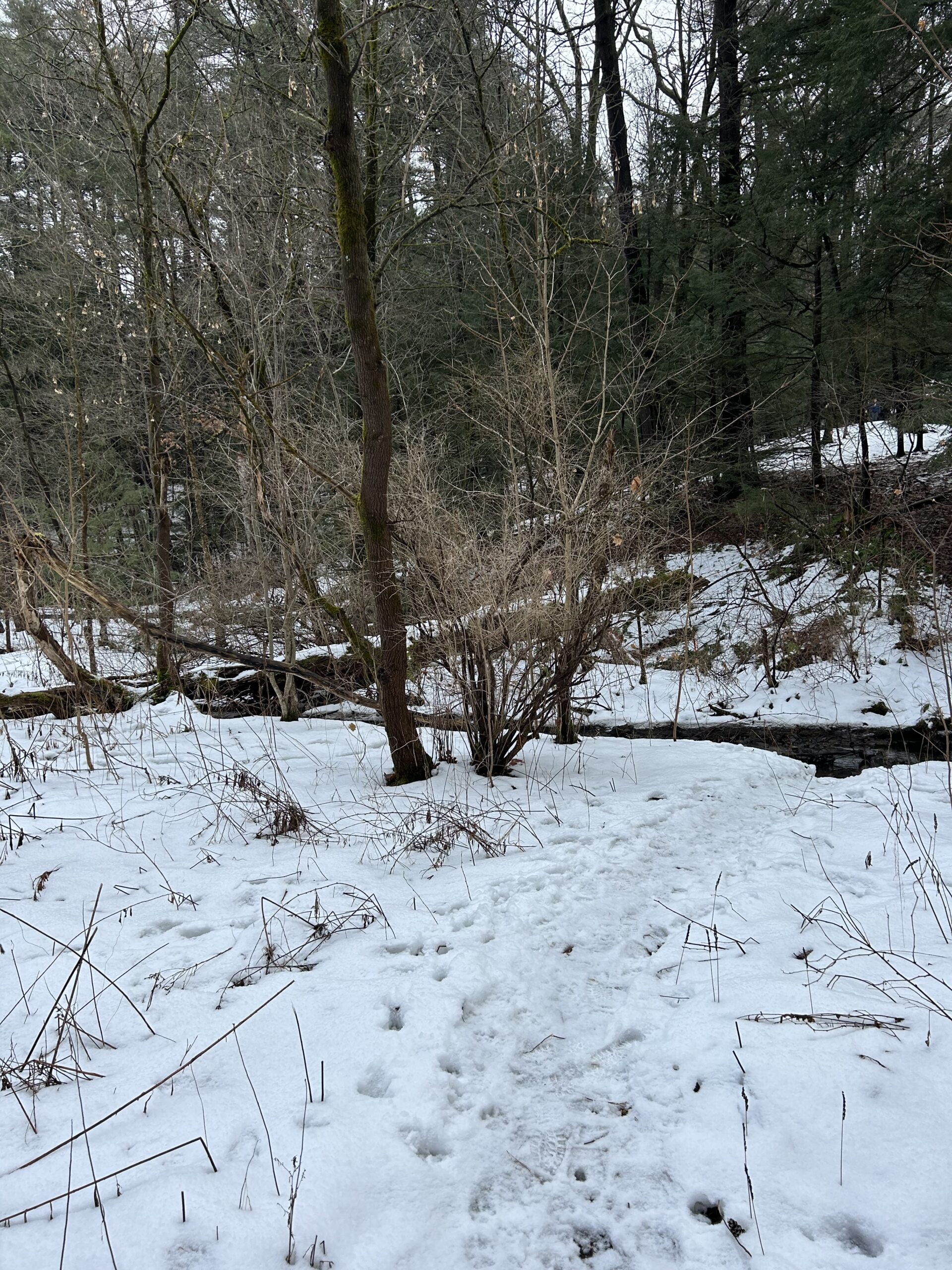 Kate Healy’s Phenology Blog