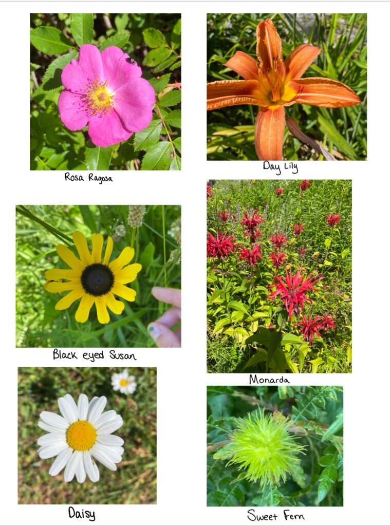 NR009 blog Kate – A UVM blog