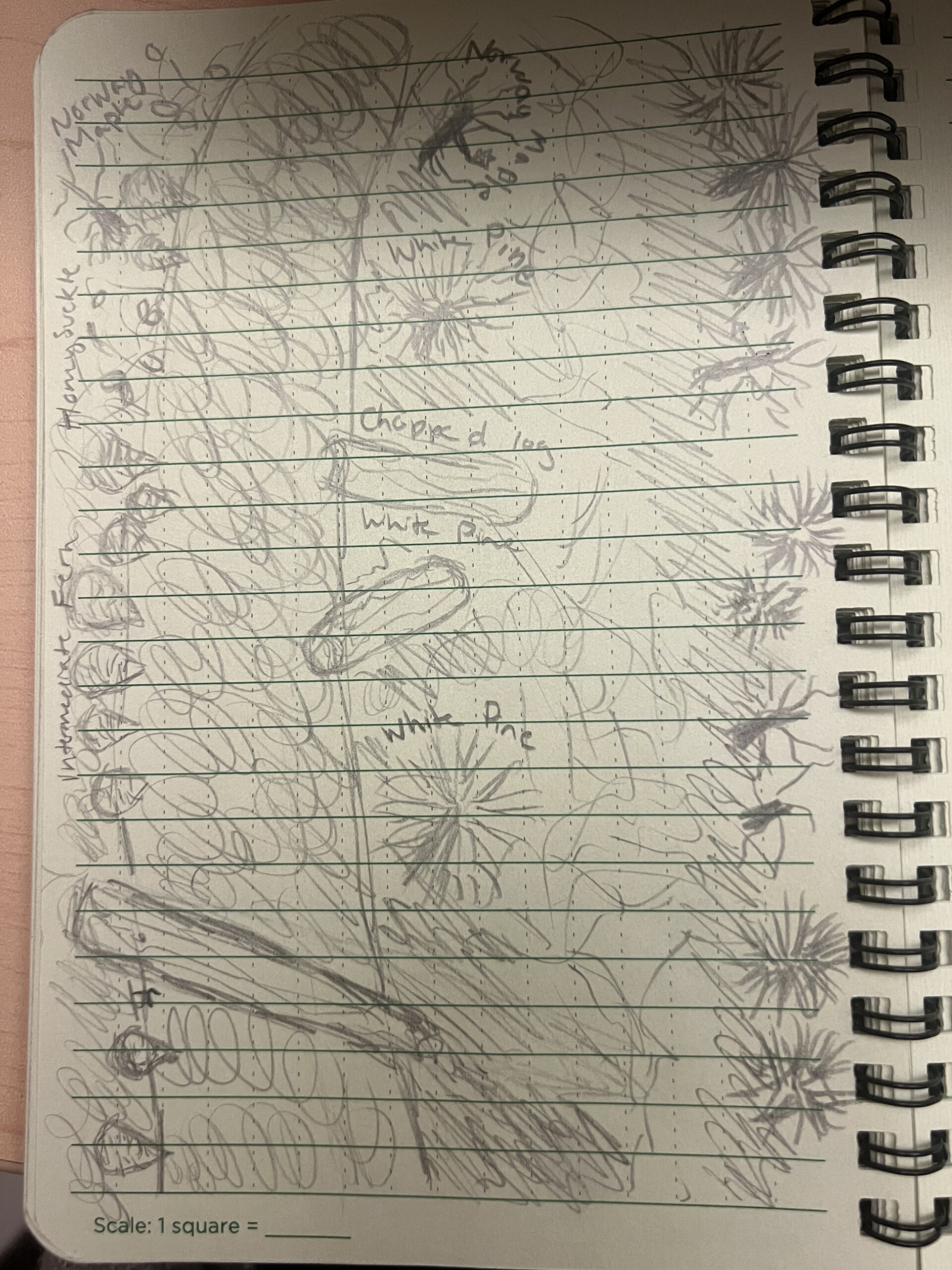 Birds Eye View Drawing « Phenology Assignment in Centennial Woods ...