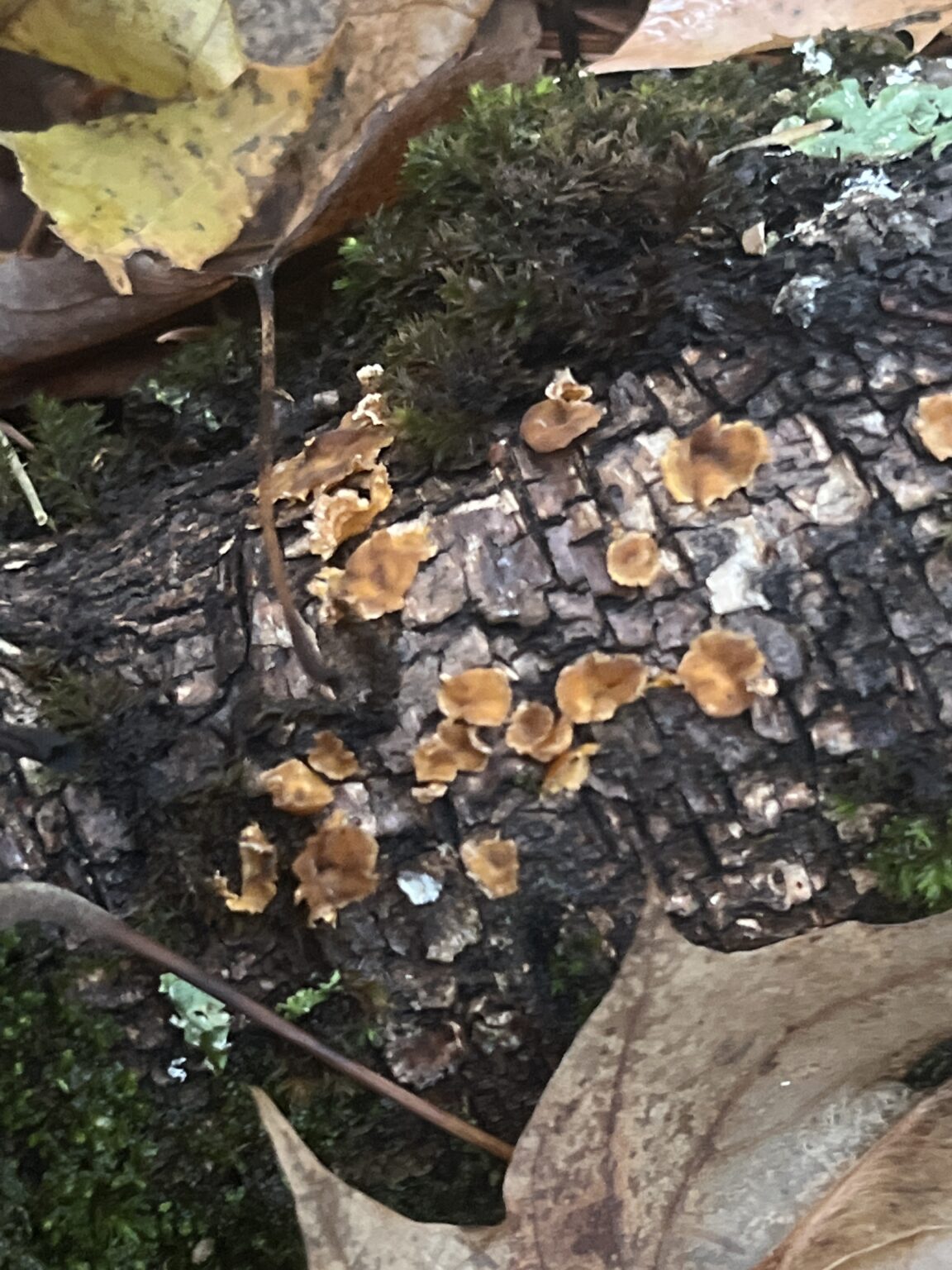 » Last Visit! Gordon Phenology Project Blog