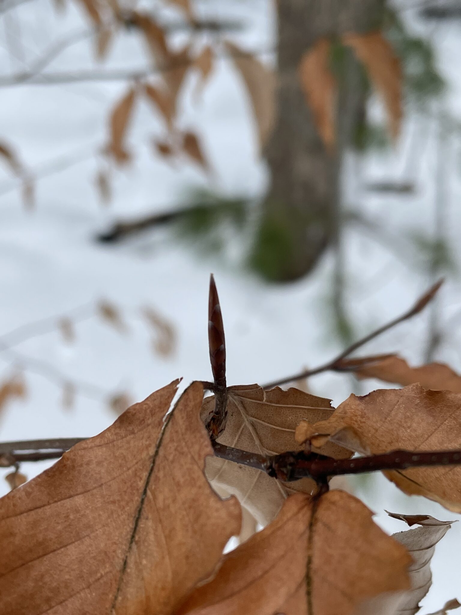 March: Winter Tree Identification | Kennedy Bates Place-Based Phenology ...