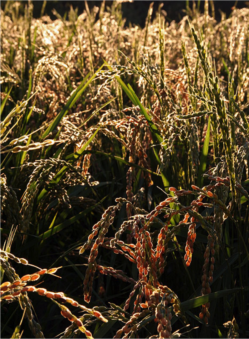 Research – Laura Hill