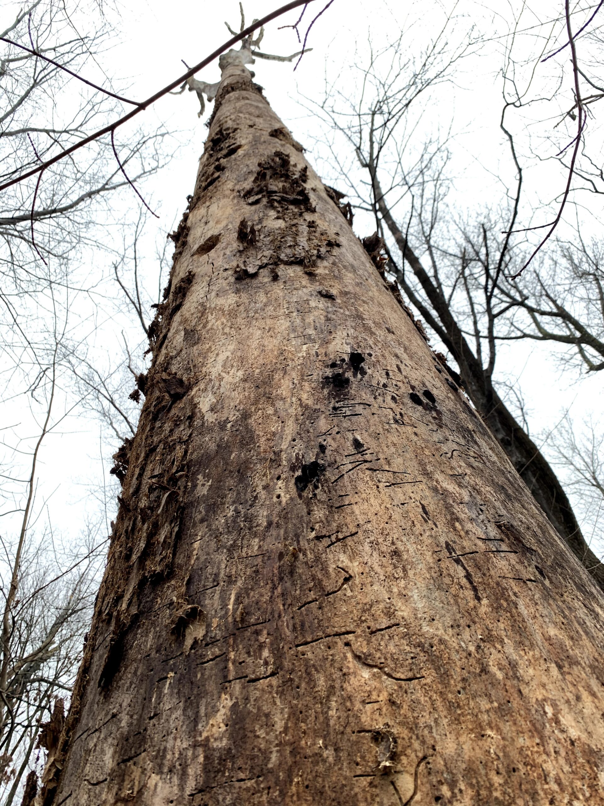 Wiggly Wood Phenology – Tis The Seasons!