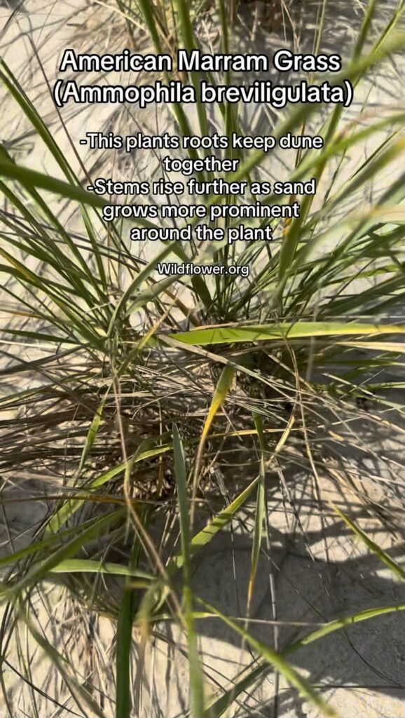 Wonder Blog Post #4 Mini Project | Wonder Blog Assignment #1