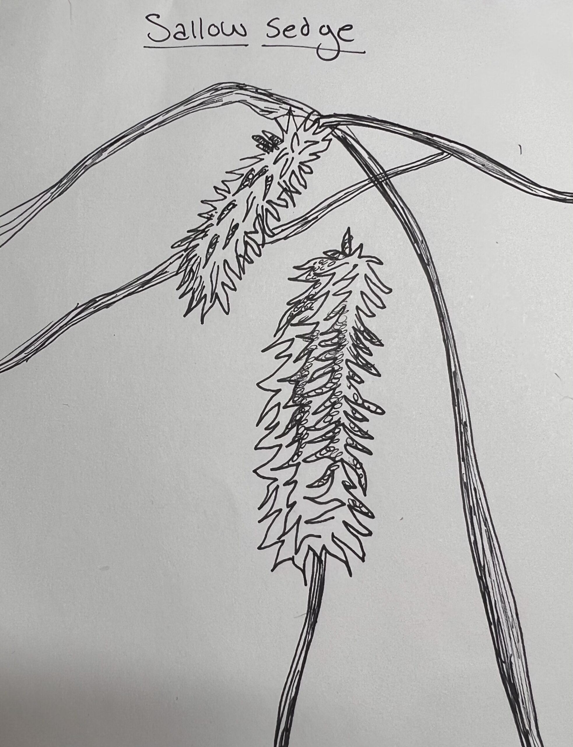 Entry #2 Gedney Park – Wonderblog Nr009