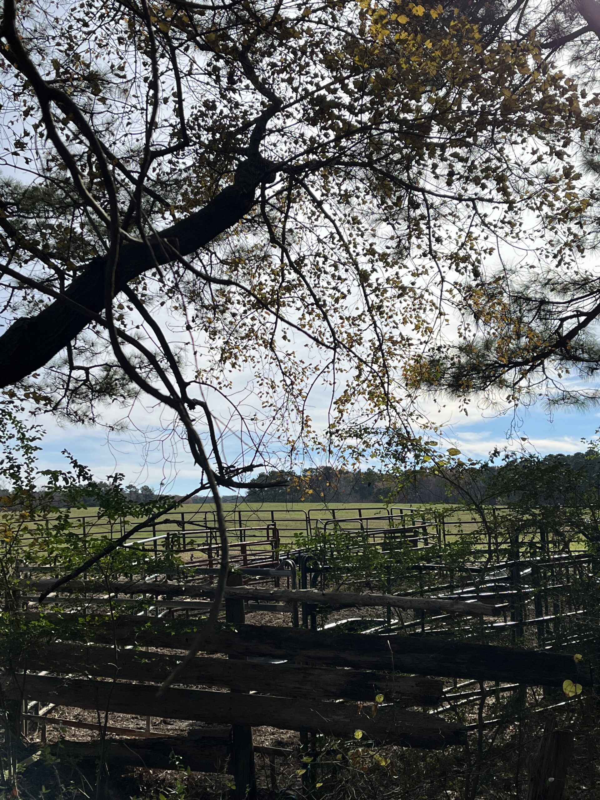 Place-Based Phenology Project in Centennial Woods – A UVM blog