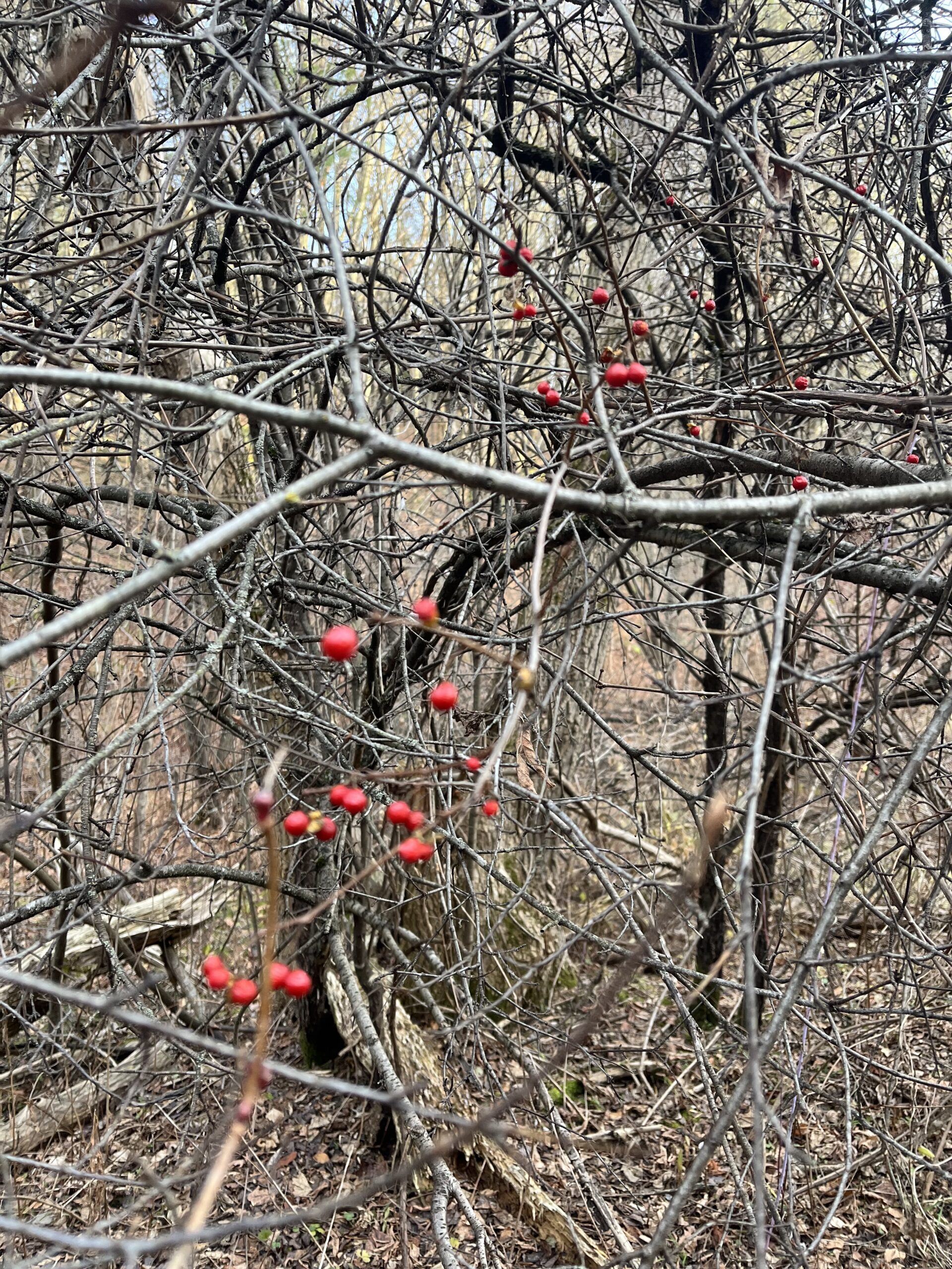 Place-Based Phenology Project in Centennial Woods – A UVM blog