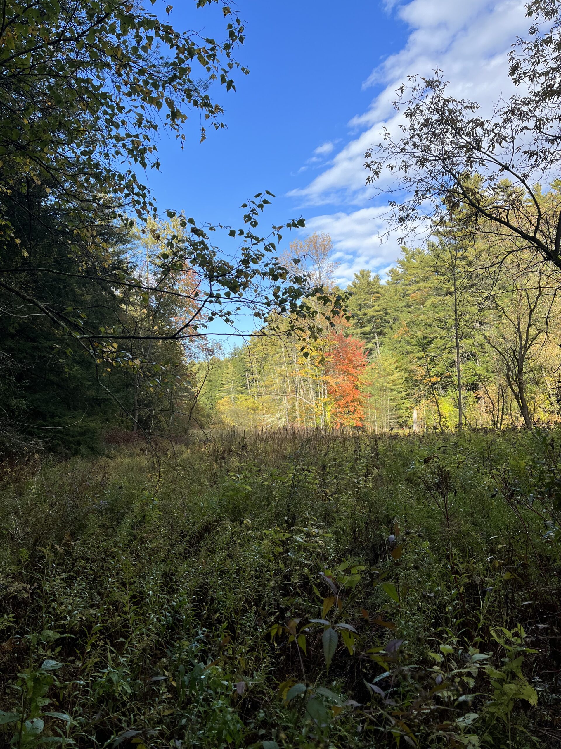 Place-Based Phenology Project in Centennial Woods – A UVM blog
