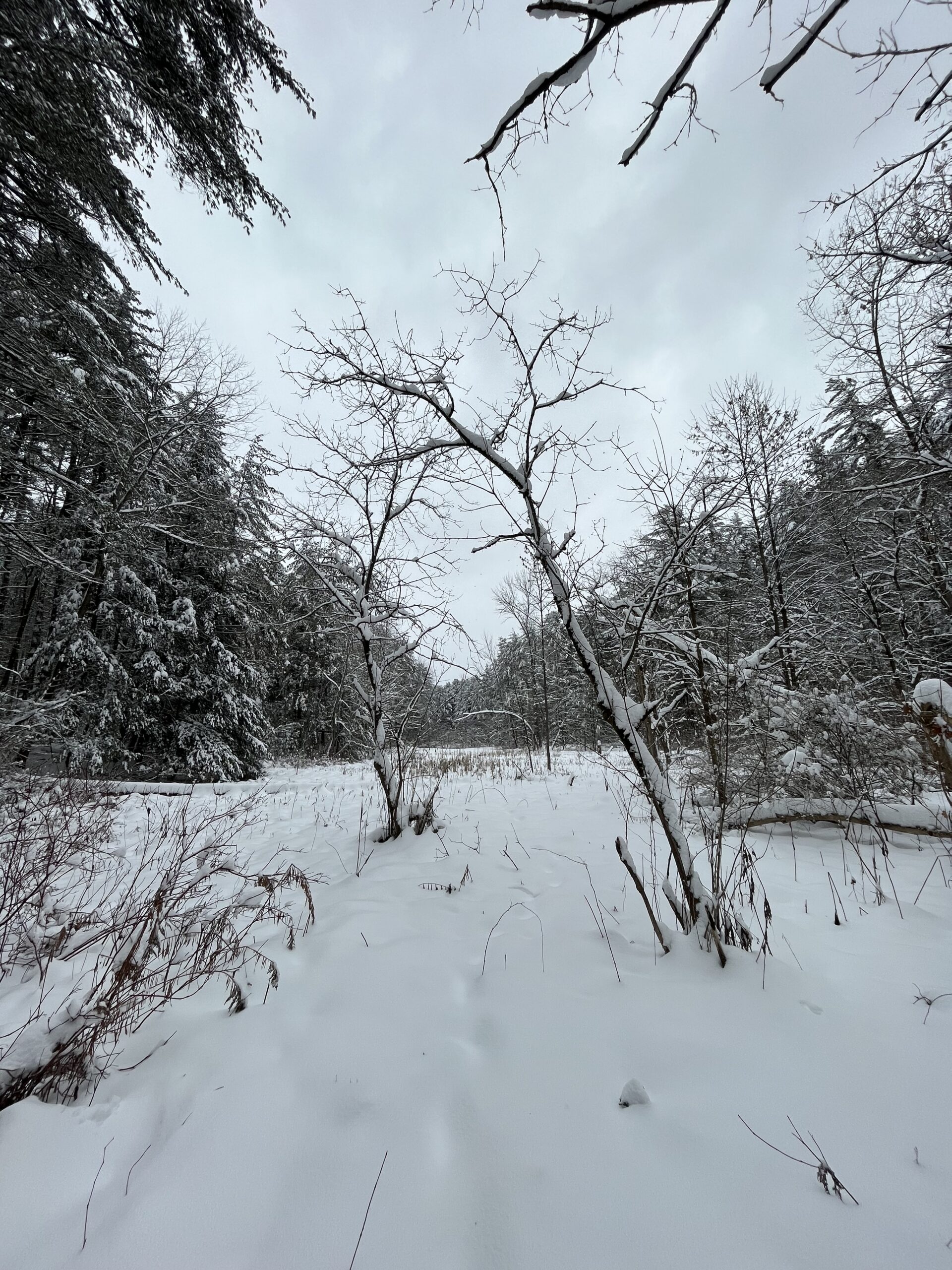 Place-Based Phenology Project in Centennial Woods – A UVM blog