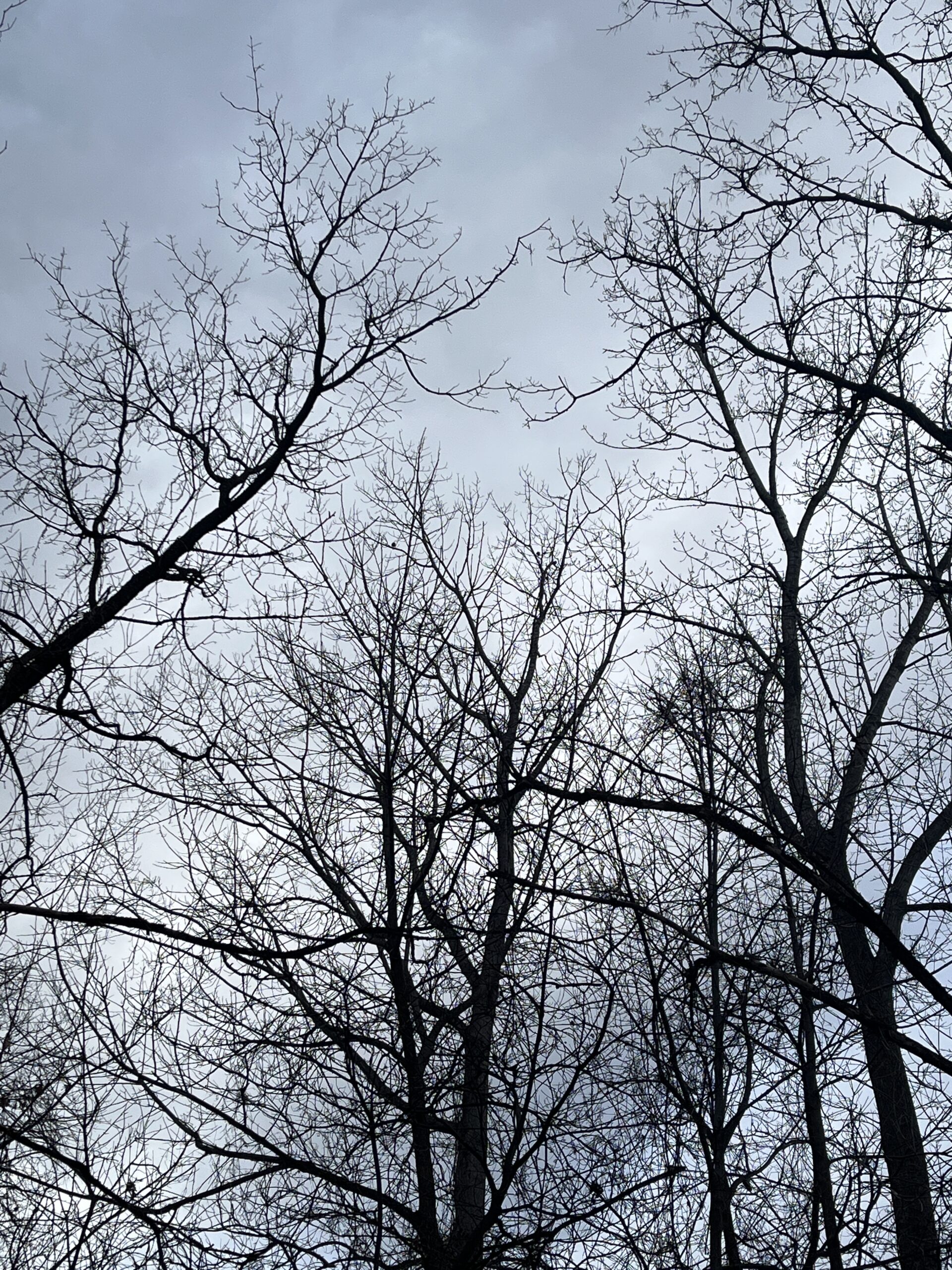 Place-Based Phenology Project in Centennial Woods – A UVM blog