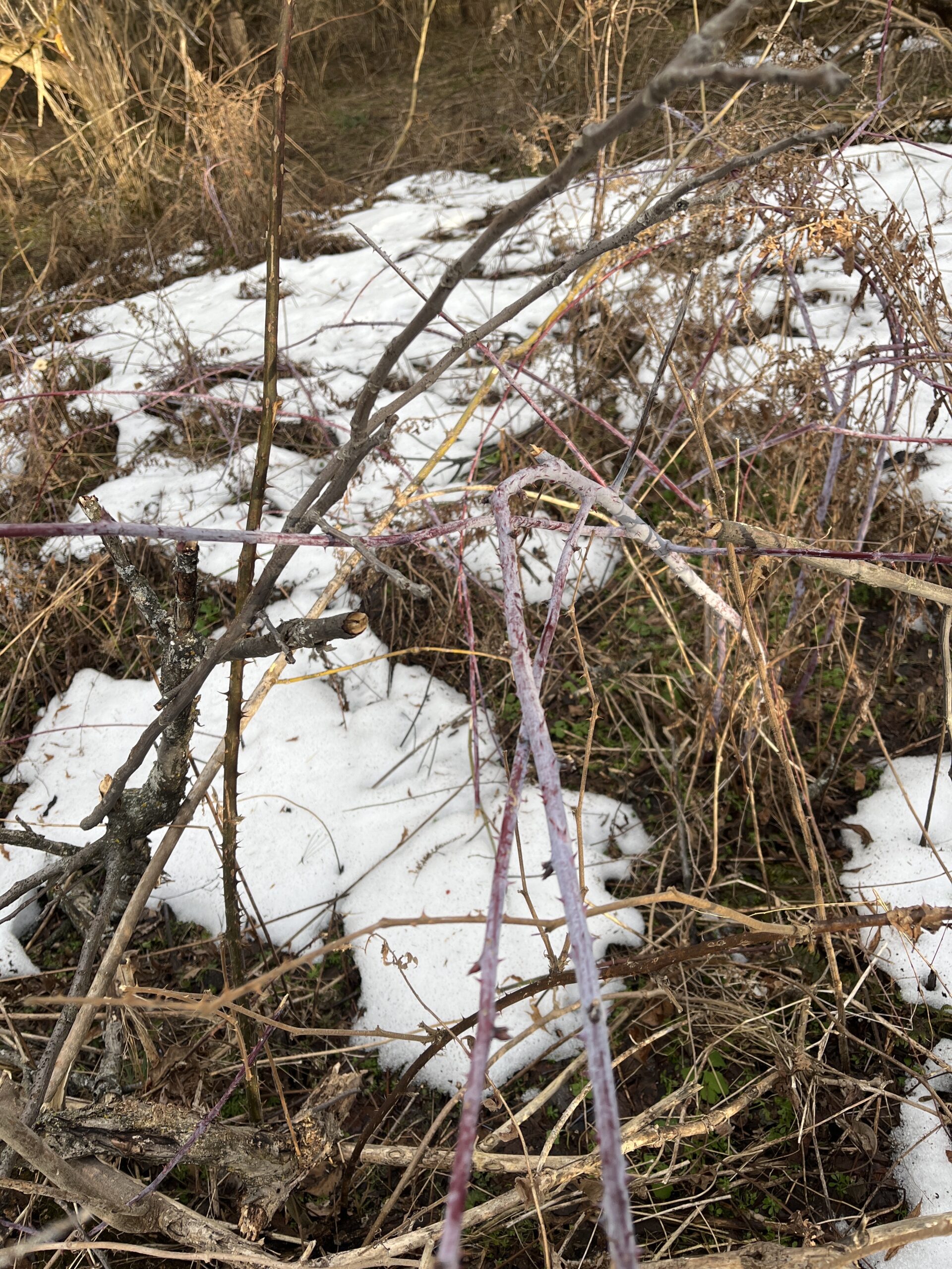 Place-Based Phenology Project in Centennial Woods – A UVM blog