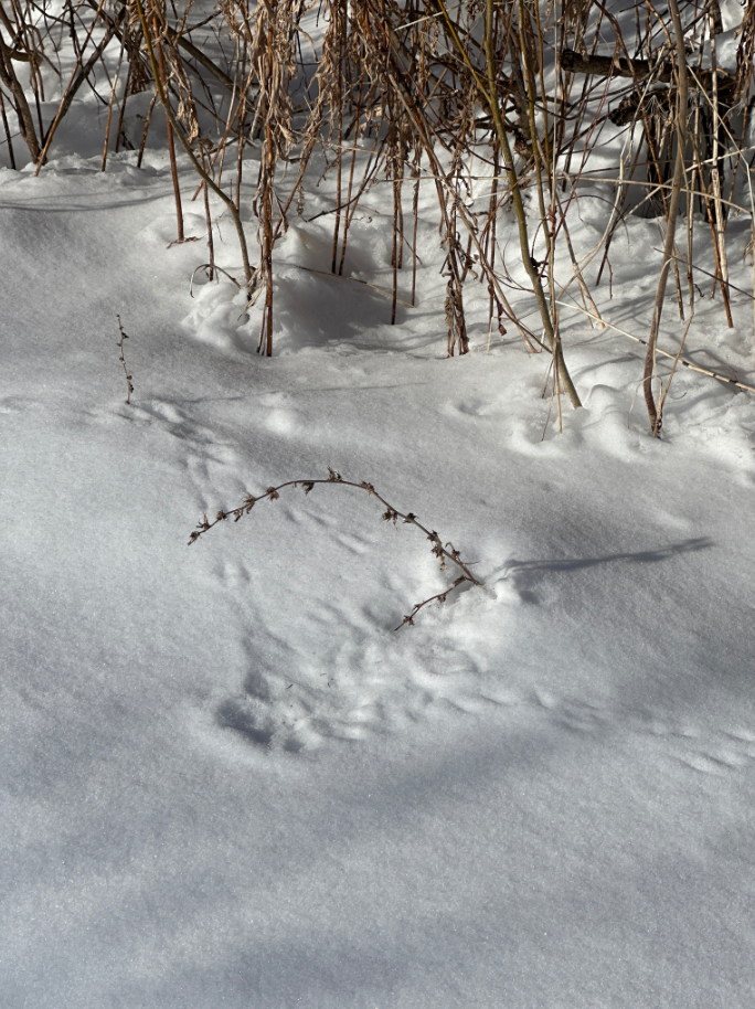 Wildlife Signs in Burlington – February 24th, 2025 | Trinity Woods ...