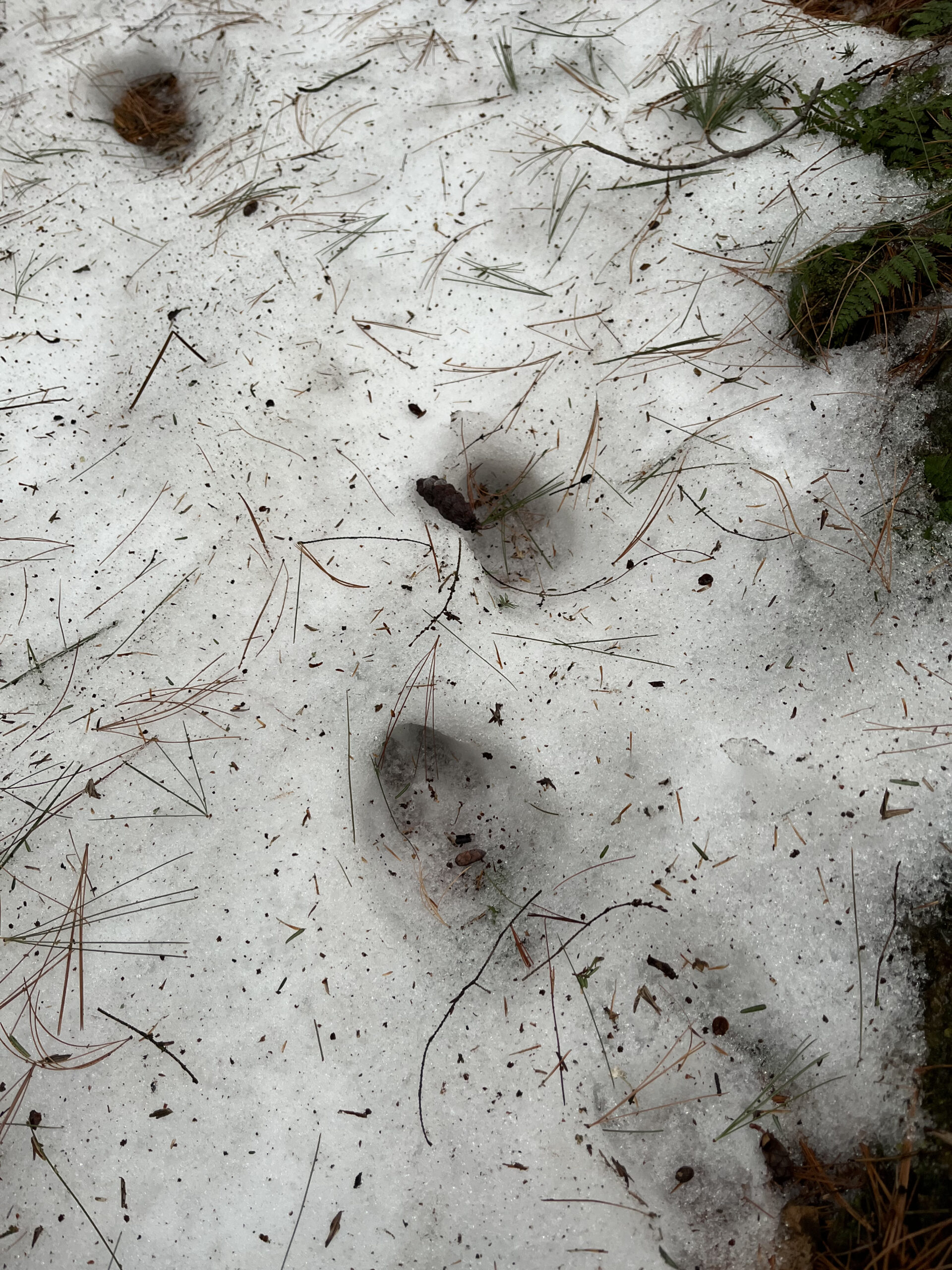 NR1 Local Phenology Blog – A UVM Blog