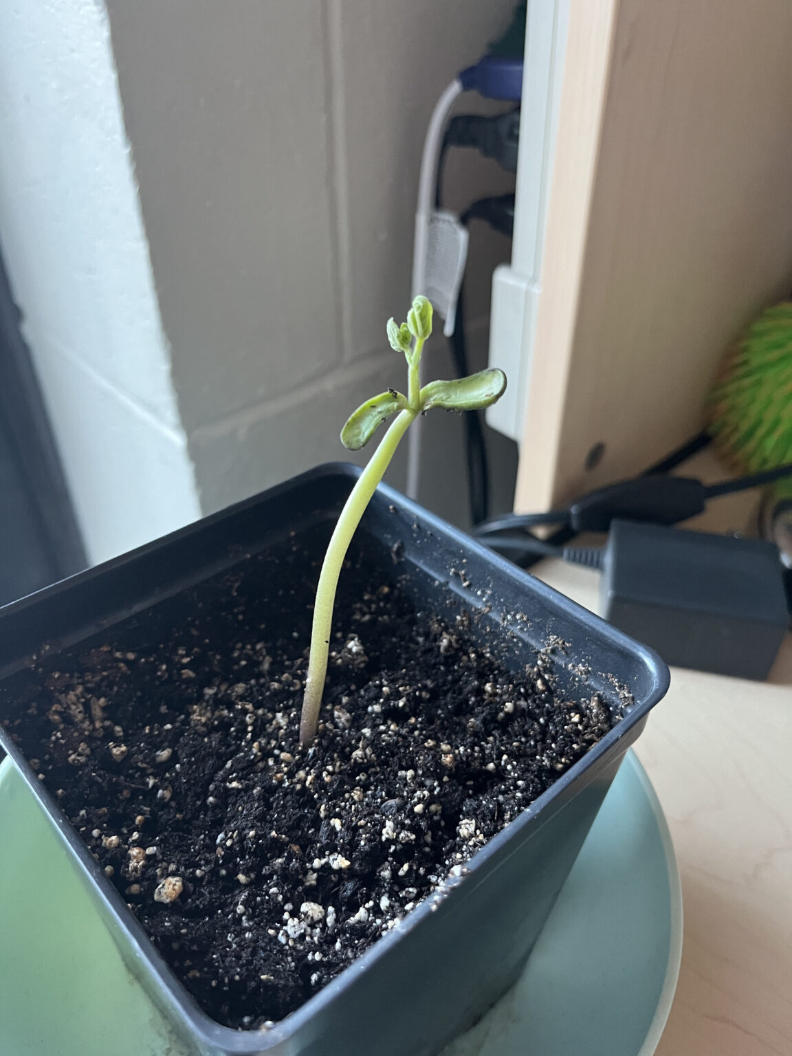 the beaning continues (3) – Beaning!