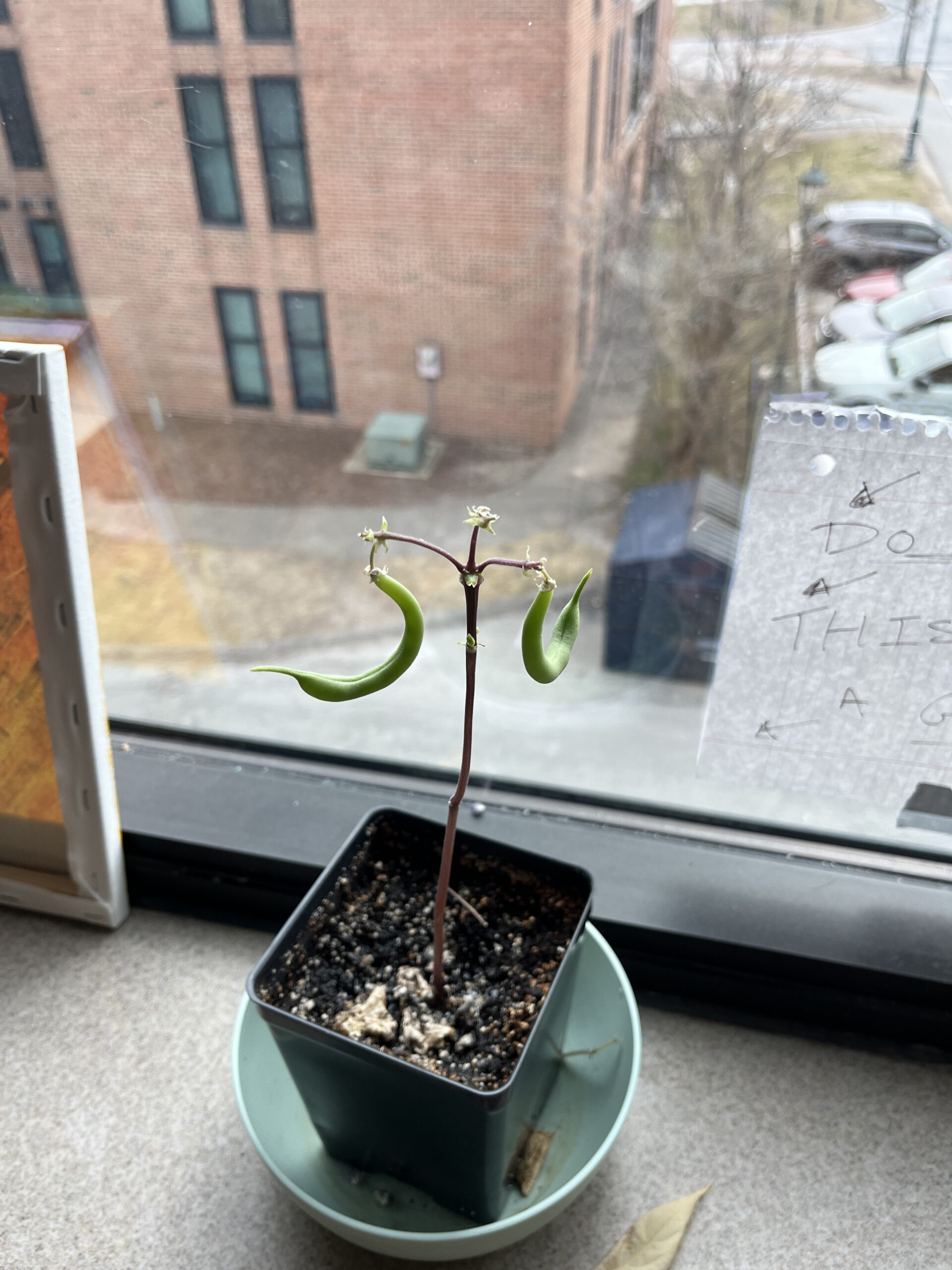 we’re so back (7) – Beaning!