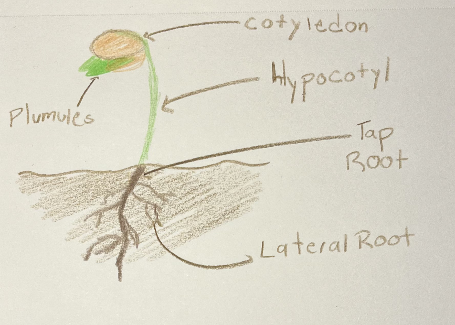 initial beaning (2) – Beaning!