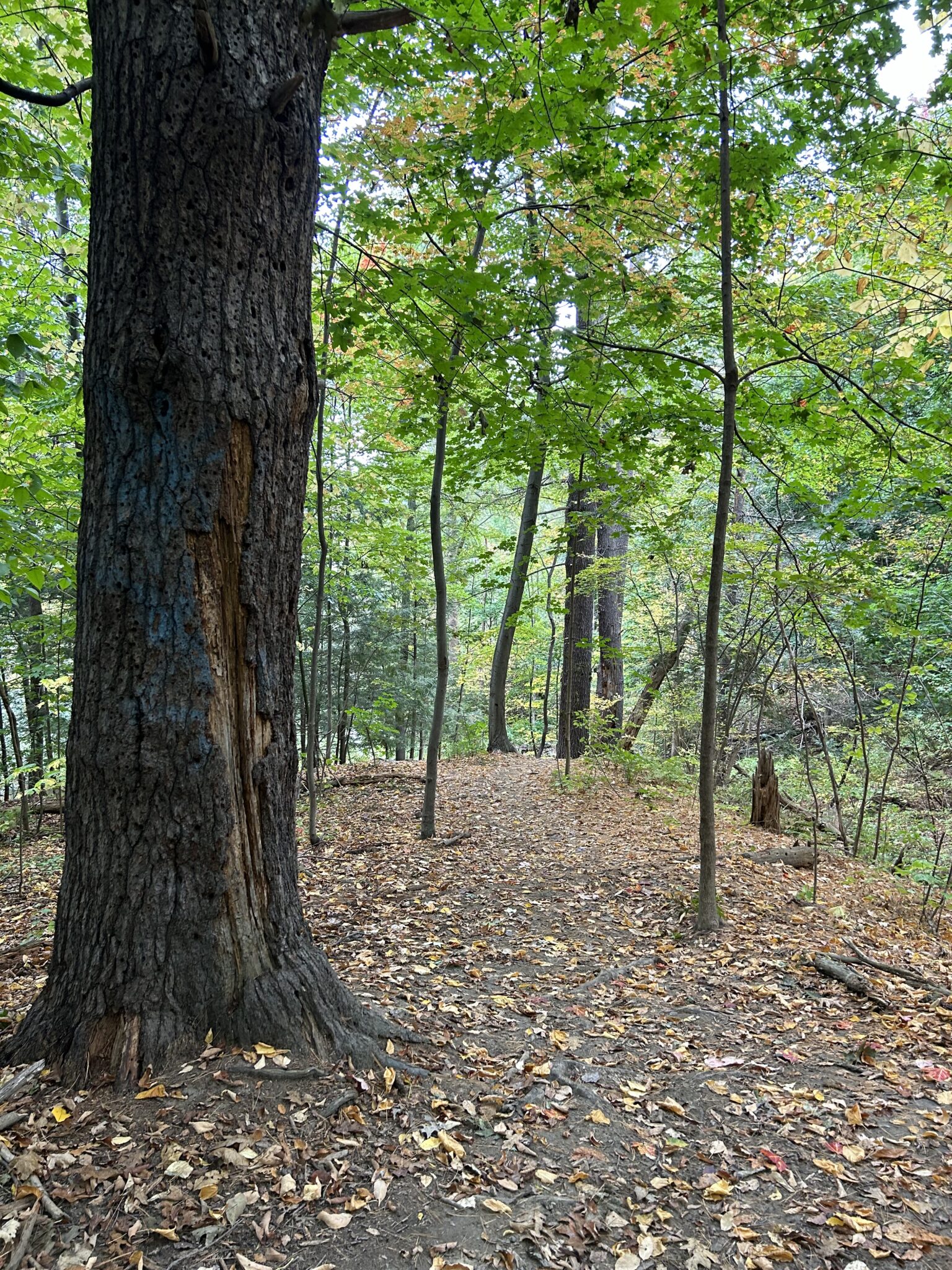 Final Visit! | Noelle's Phenology Blog