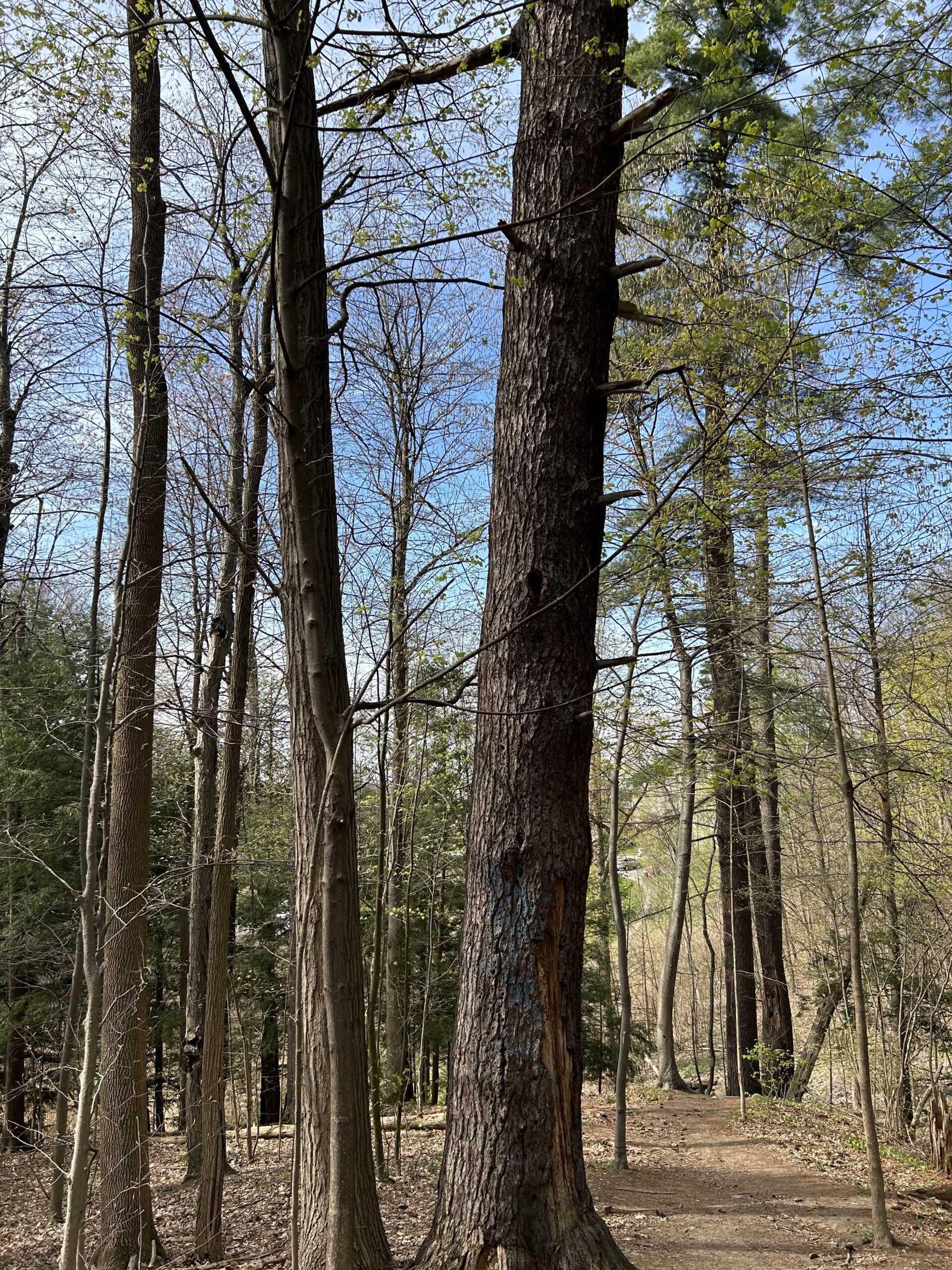Final Visit! | Noelle's Phenology Blog