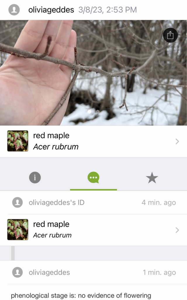 Winter Twig Identification! | Olivia Geddes' Phenology Blog