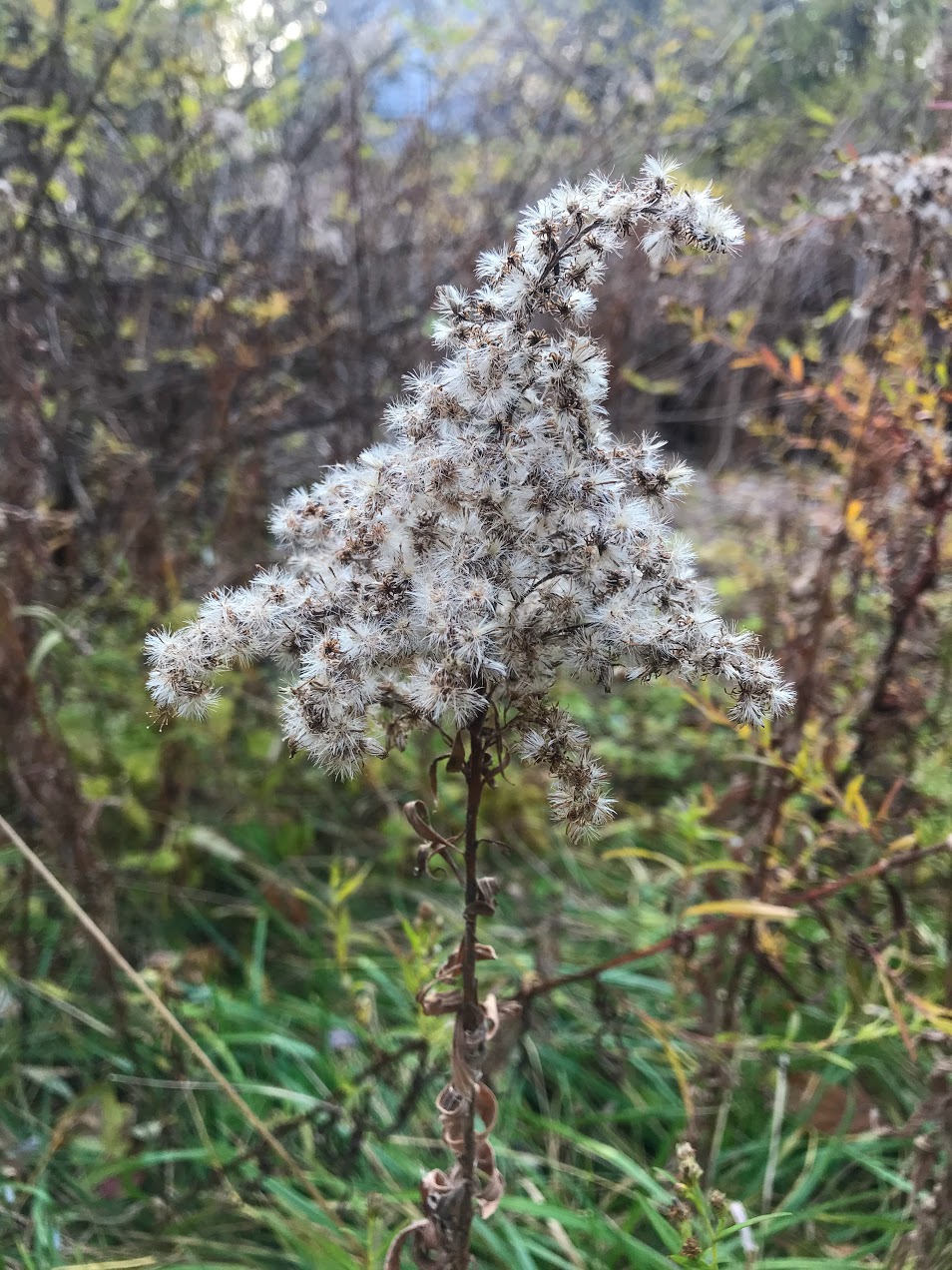 Phenology of Redstone Quarries – A UVM blog
