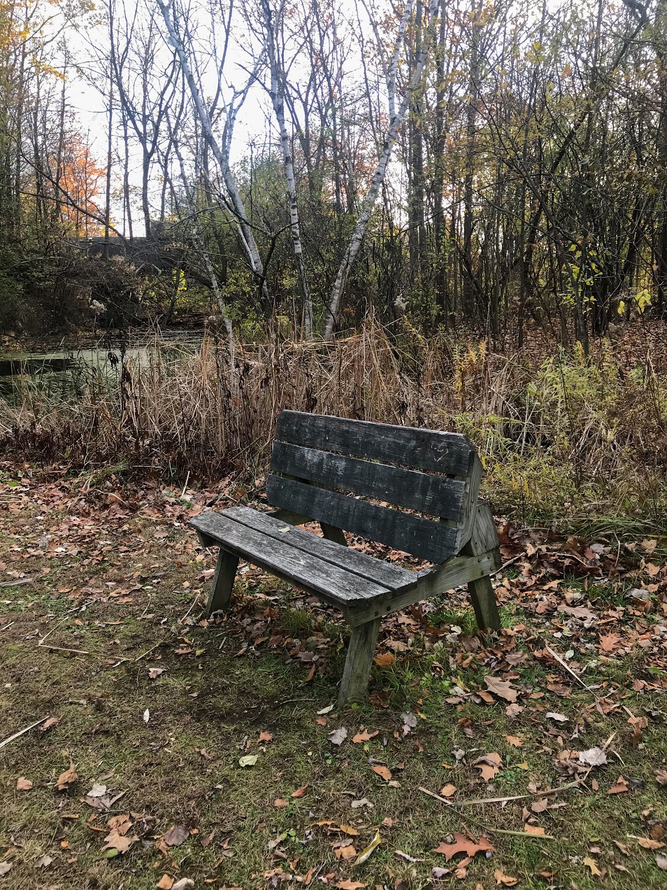 Phenology of Redstone Quarries – A UVM blog