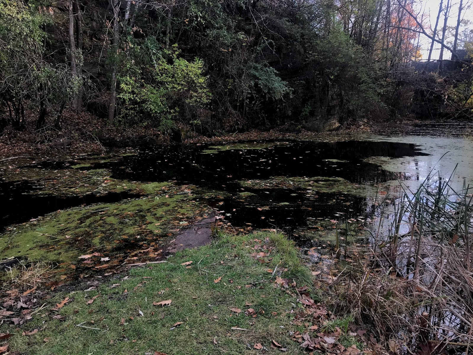 Phenology of Redstone Quarries – A UVM blog
