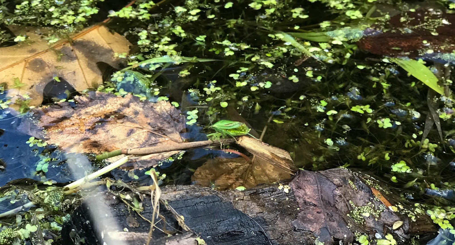 Phenology of Redstone Quarries – A UVM blog