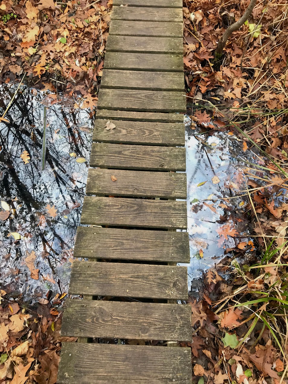 Phenology of Redstone Quarries – A UVM blog