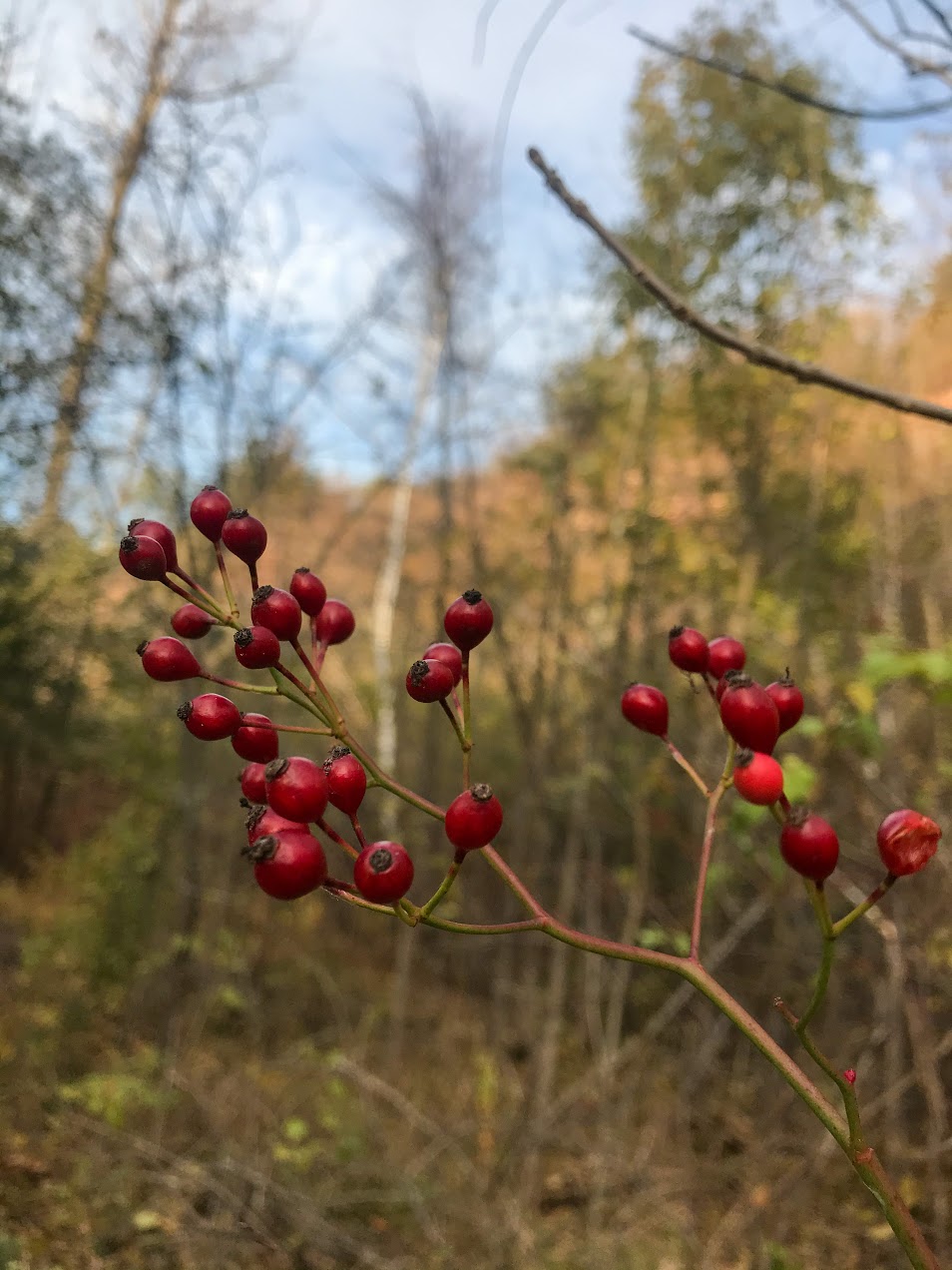 Phenology of Redstone Quarries – A UVM blog