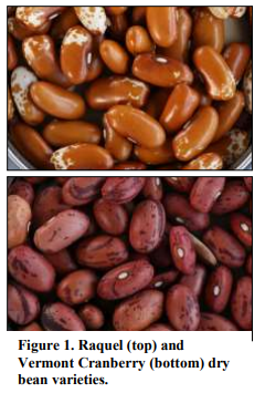 Diving into Dry Beans – Outcroppings: Important crop news from the field!