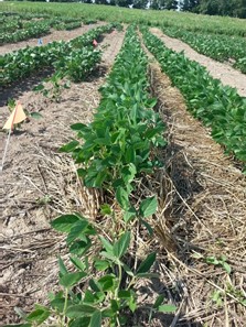 Developing Soybean Production Practices that Maximize Yield and Enhance ...