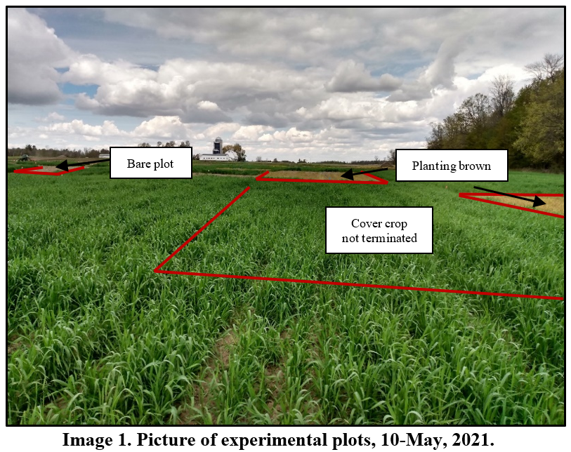Impact of Cover Crop Termination Date on Weed Suppression and Corn ...