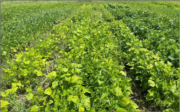No-tillage and Dry Bean Variety Performance – Outcroppings: Important ...