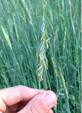 Roller Crimping Cereal Rye – Outcroppings: Important crop news from the ...