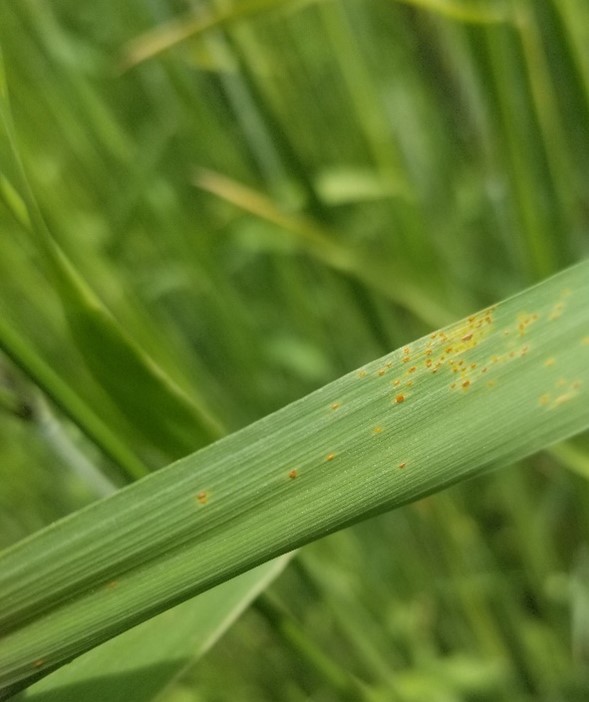 Whats Growing On Your Crop Foliar Diseases Of Cereal Grains